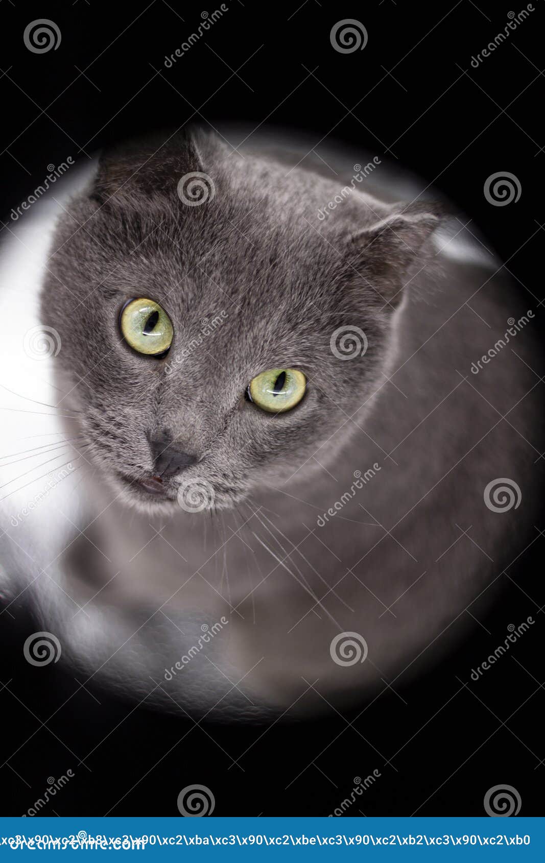 Photo a Beautiful Grey Britain Cat Stock Photo - Image of bretain, lies ...