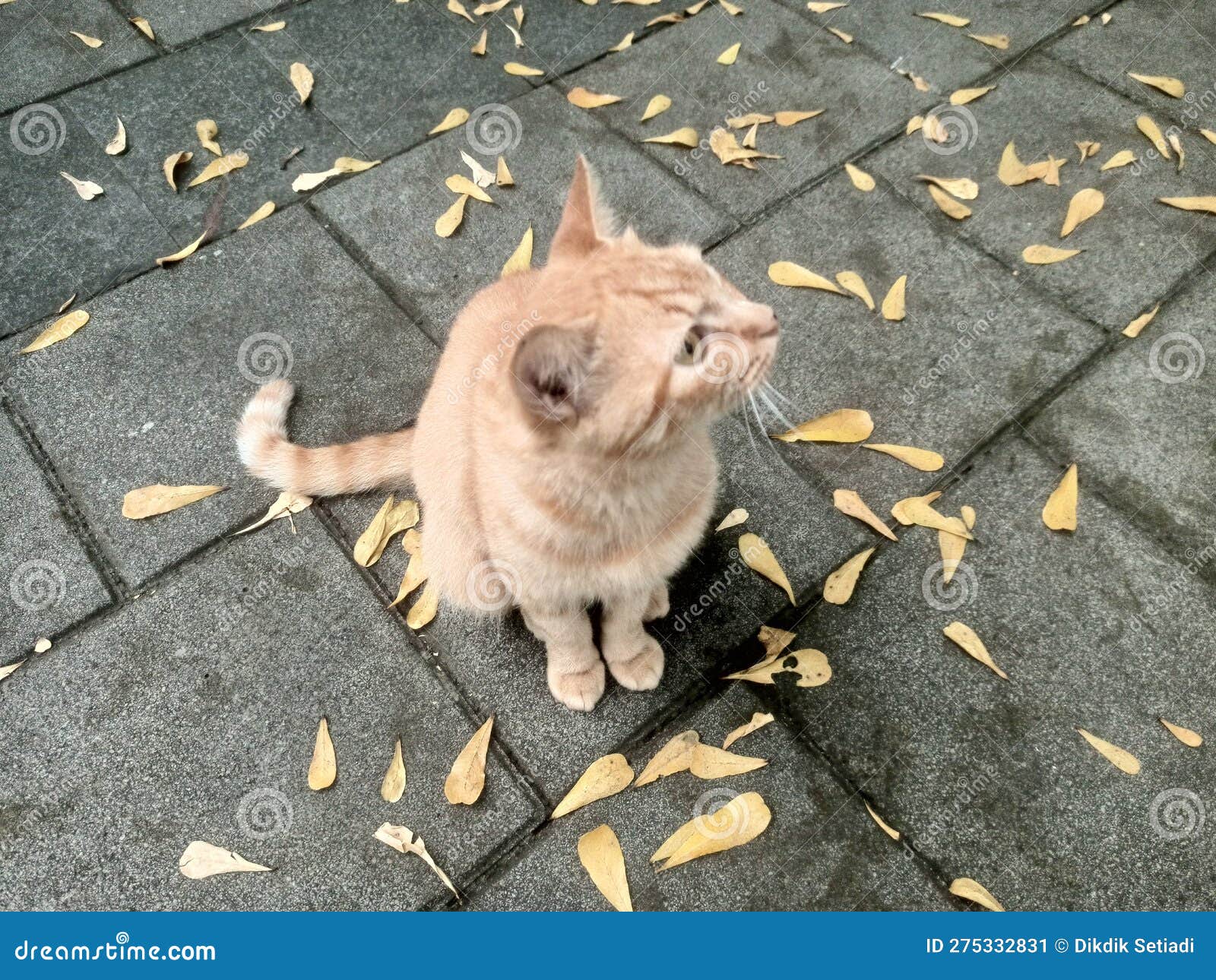 Cat is Sitting Looking Sideways at Camera Stock Image - Image of nose ...