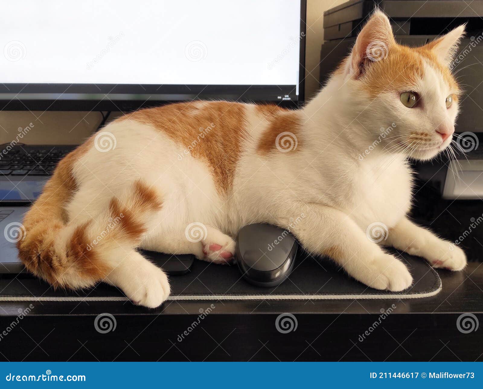 Cat Sitting on Mouse in Front of Computer and Keyboard. Stock Image ...