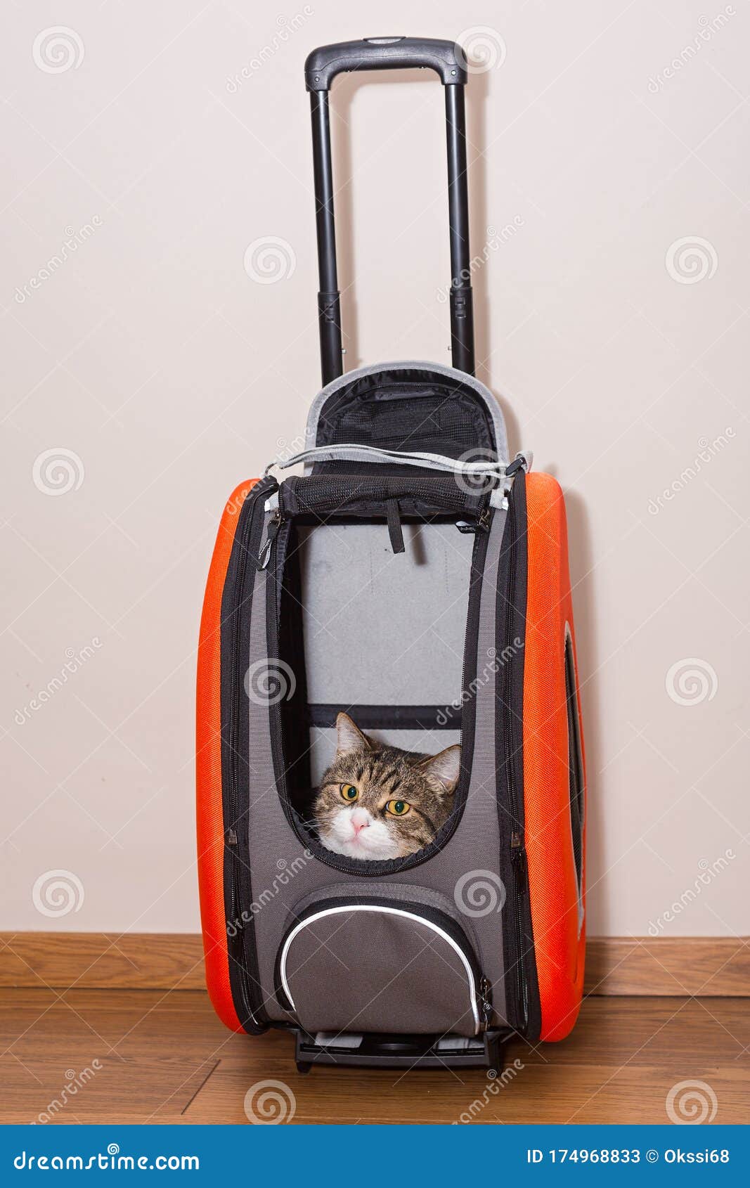 Cat is Sitting in an Orange Carrying Stock Image - Image of furry ...