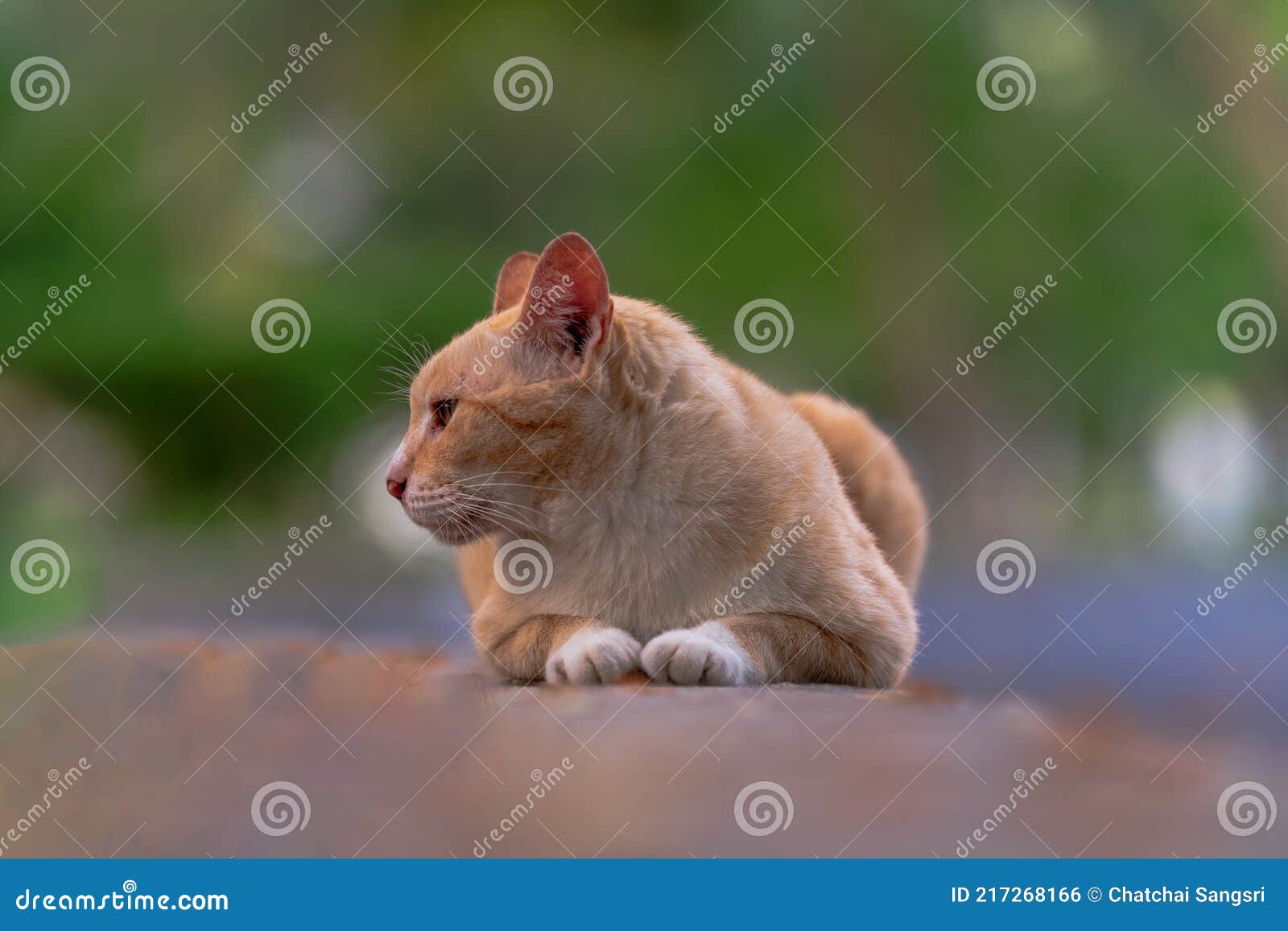 Cat Sitting Outdoor in Park Stock Photo - Image of outdoor, domestic ...