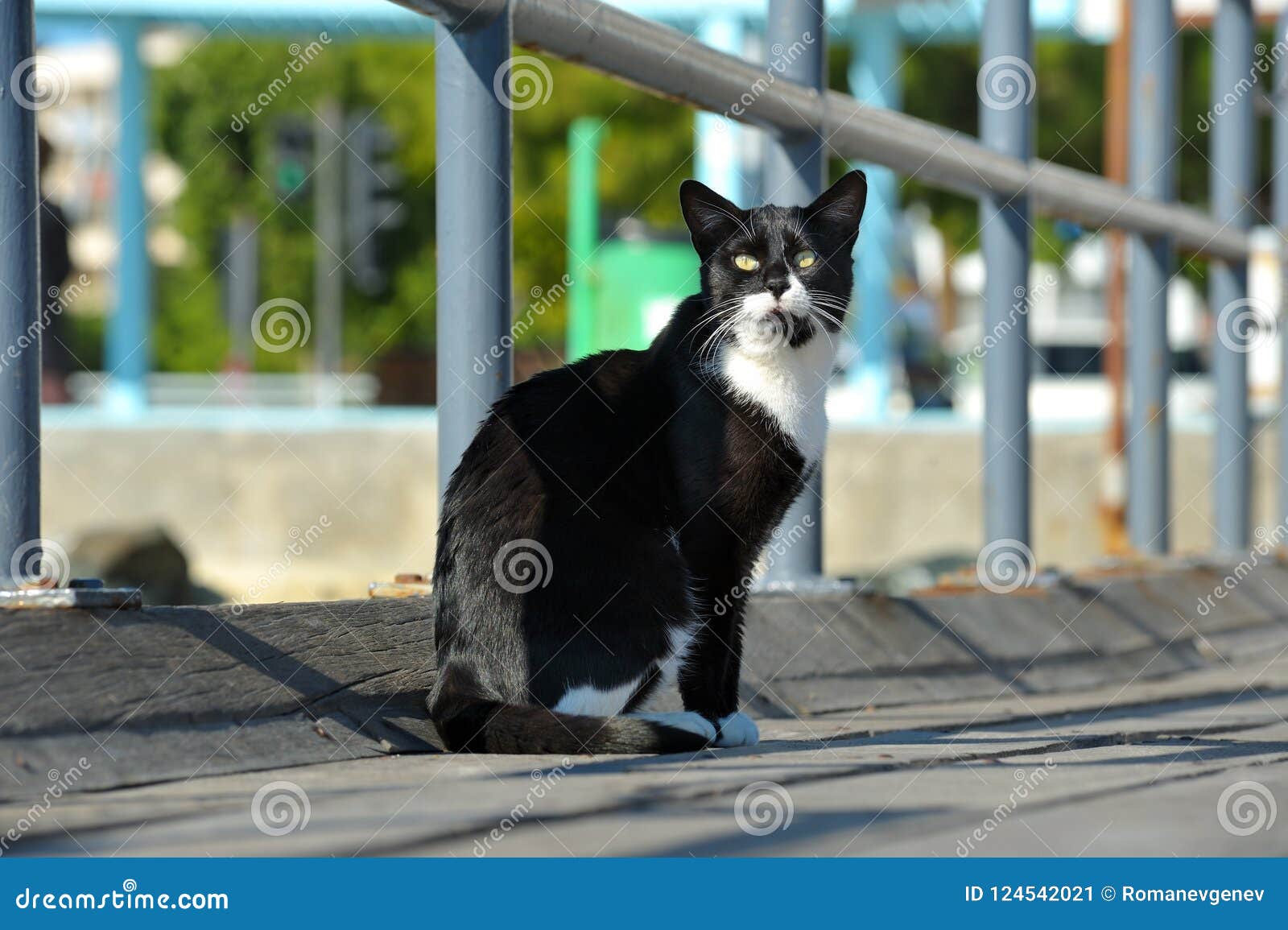 Cat sitting outside stock image. Image of animal, fence - 124542021