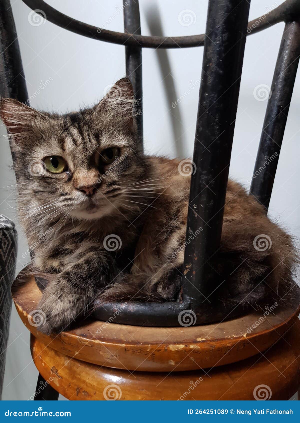 The Cat is Sitting on an Overturned Chair Stock Image - Image of chair ...