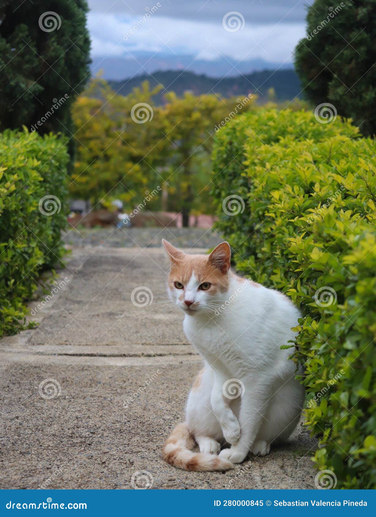 Cat withe sitting on park stock image. Image of face - 280000845