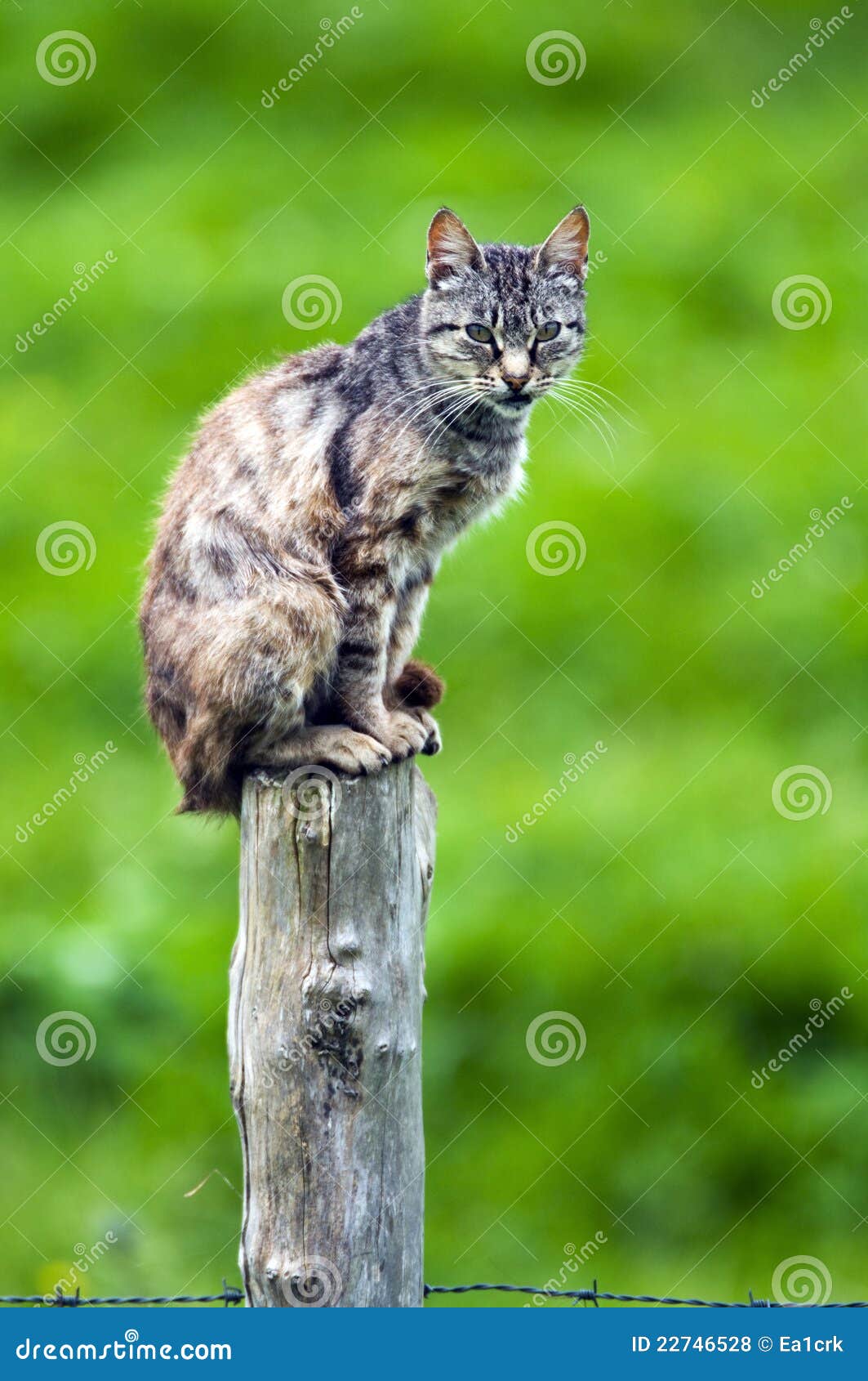 Cat sitting in the post stock photo. Image of kitten - 22746528