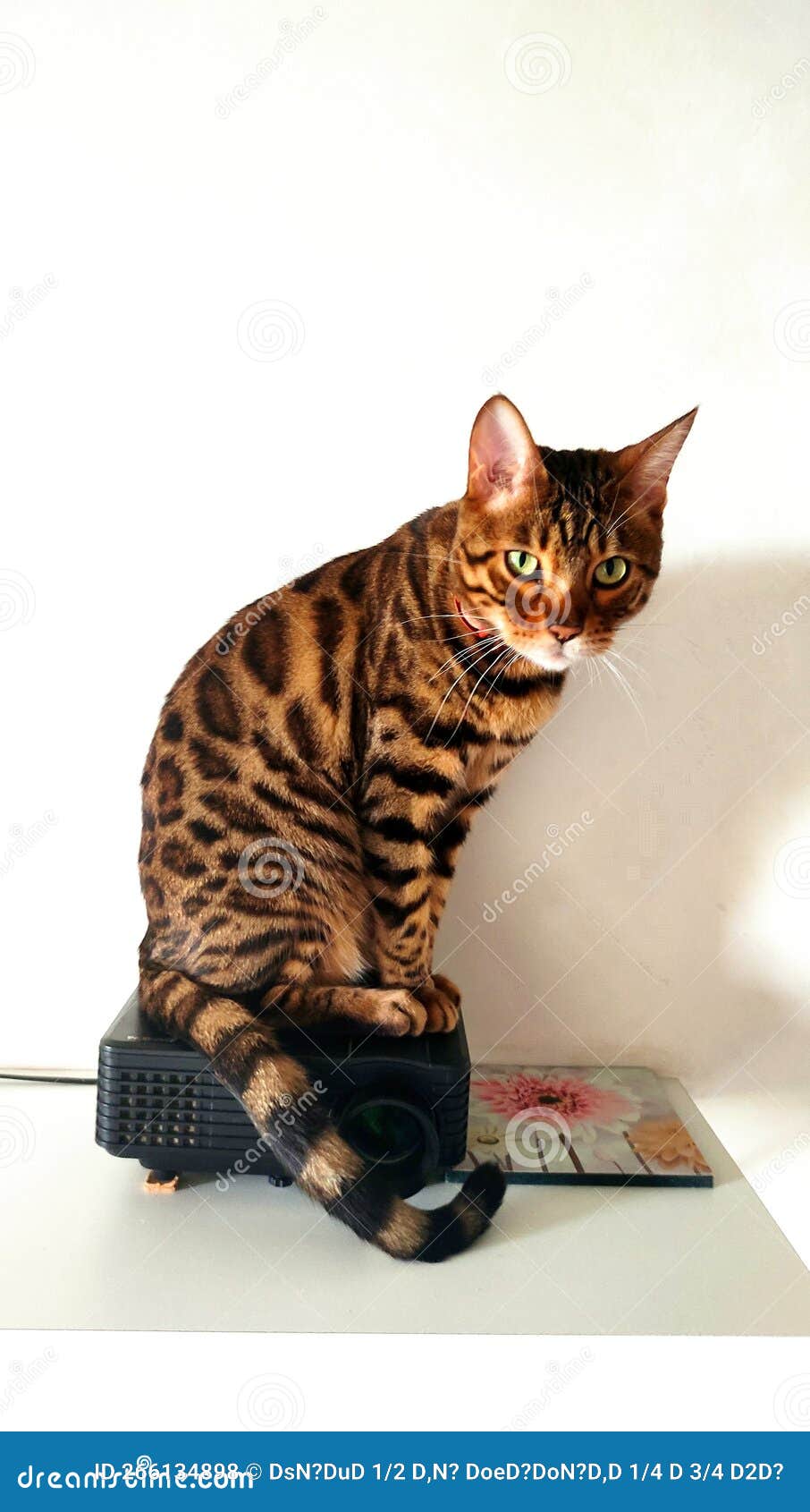 Cat Sitting on the Projector Stock Photo - Image of furniture, snout ...