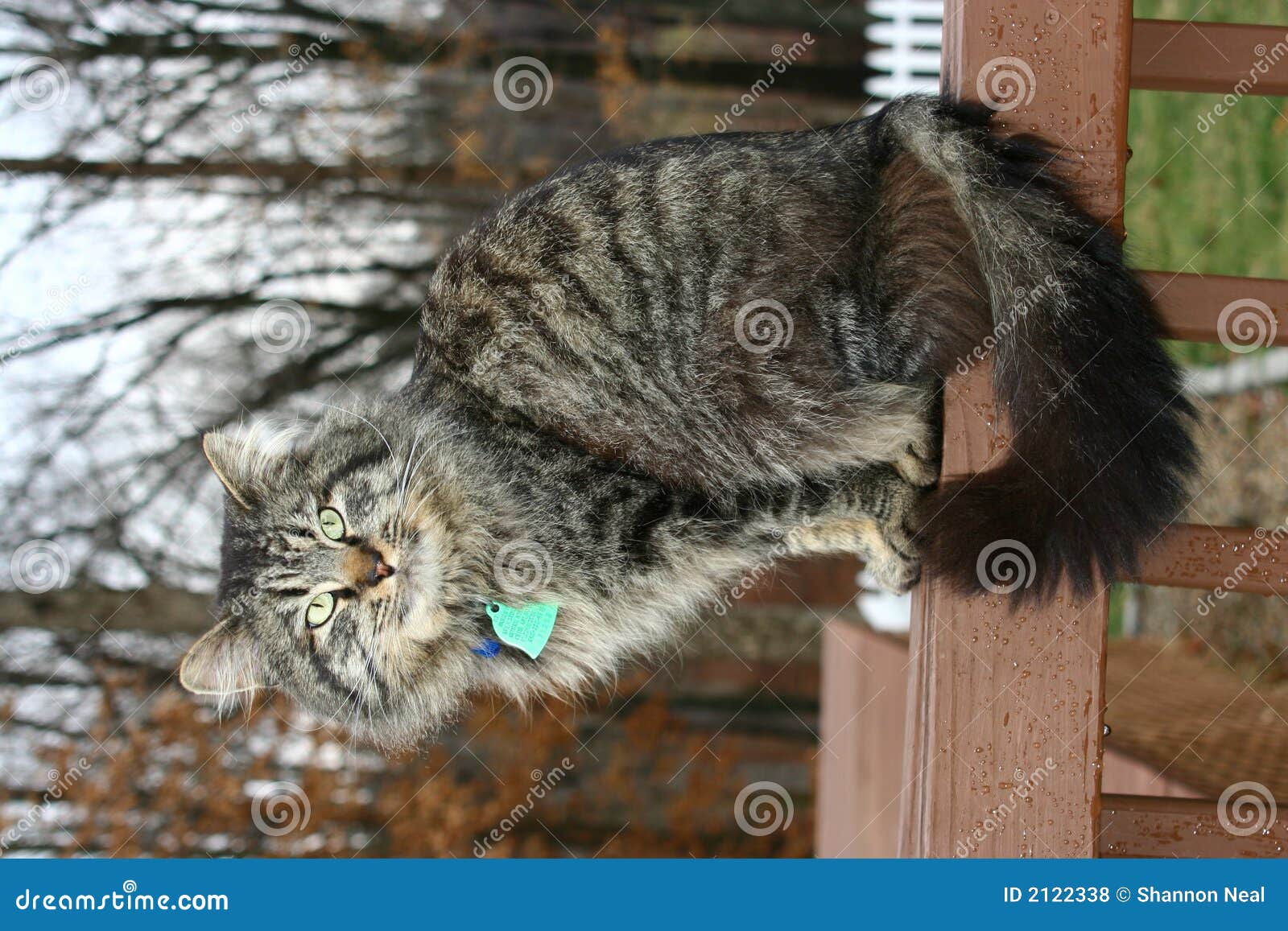 Cat sitting on a rail stock photo. Image of baby, siberien - 2122338