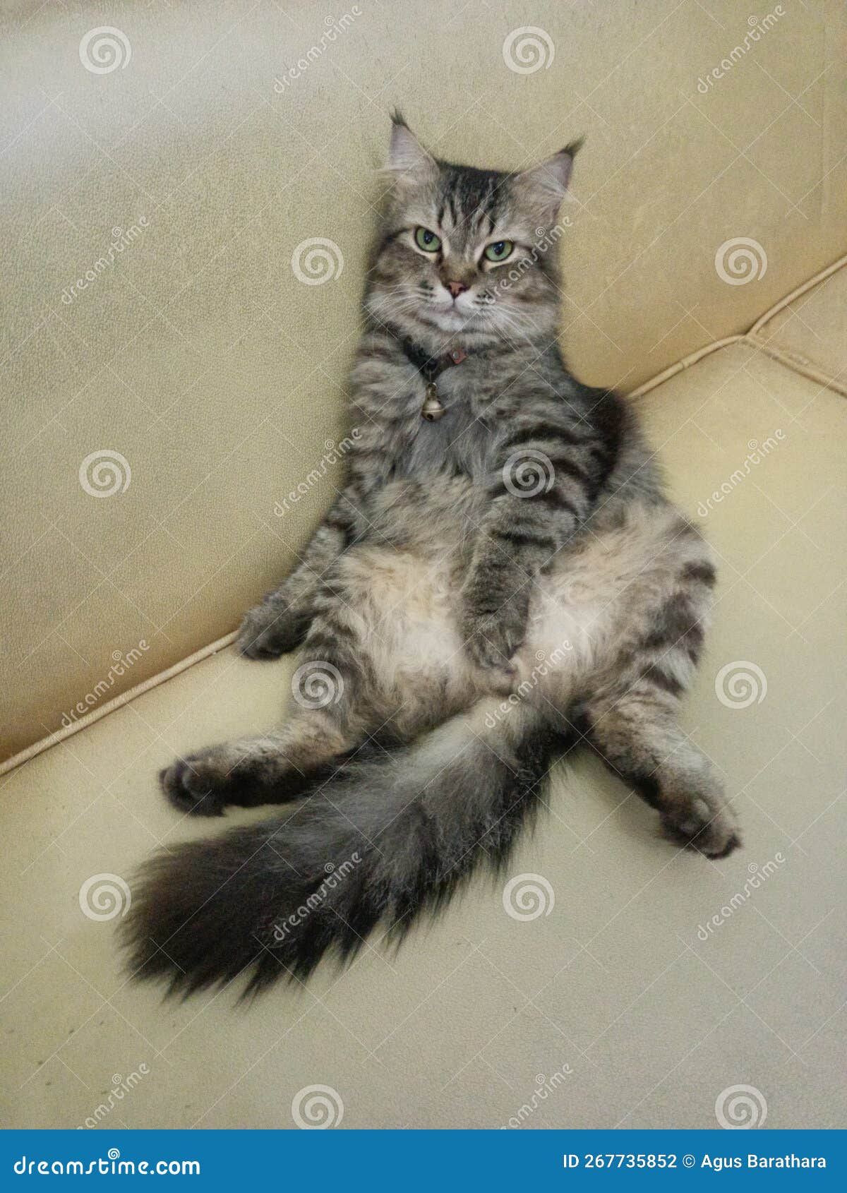 A Cat Sitting Relaxed on the Sofa Stock Photo - Image of animal, snout ...