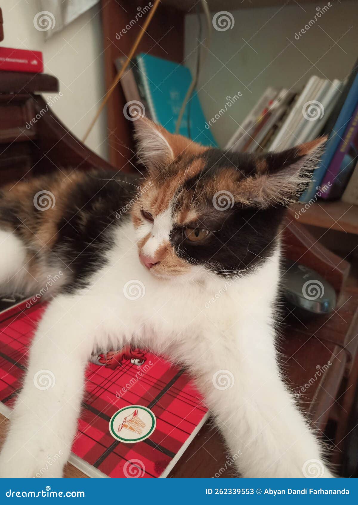 The Cat is Sitting Relaxed on the Study Table Editorial Stock Photo ...