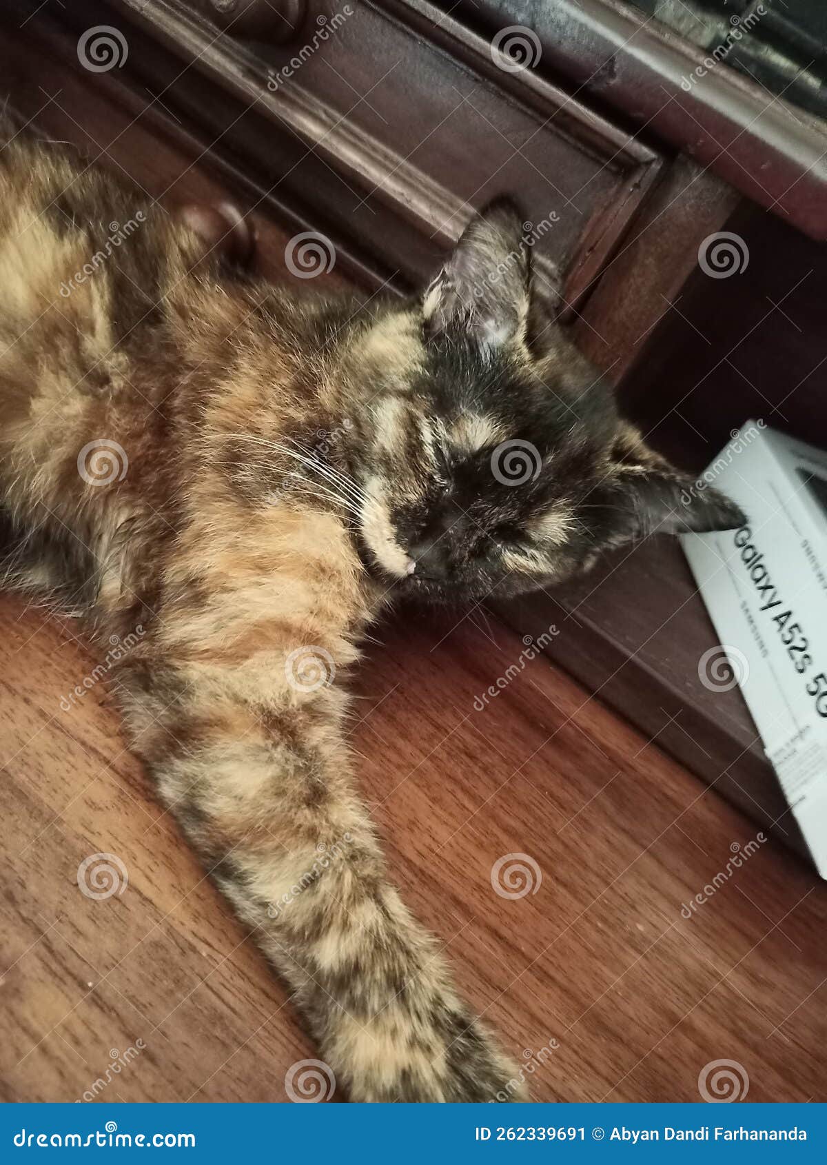 The Cat is Sitting Relaxed on the Study Table during the Day Editorial ...