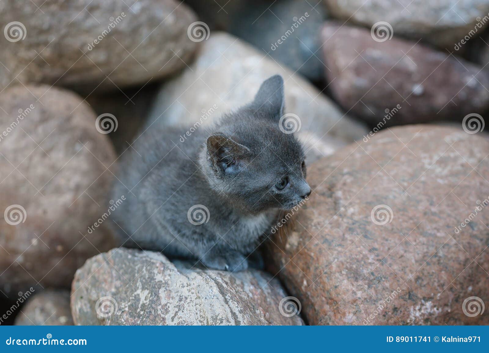 Cat sitting on rocks stock image. Image of autumn, stone - 89011741