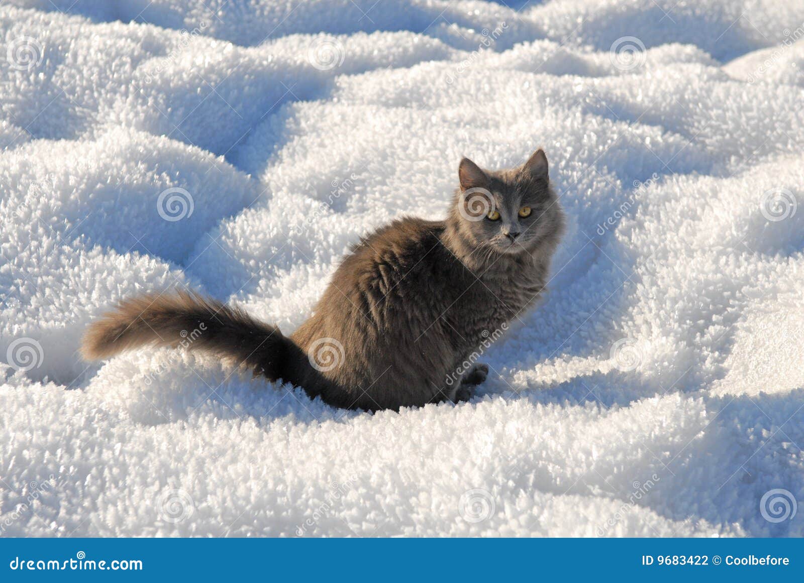 Cat sitting on a snow stock photo. Image of shadow, white - 9683422