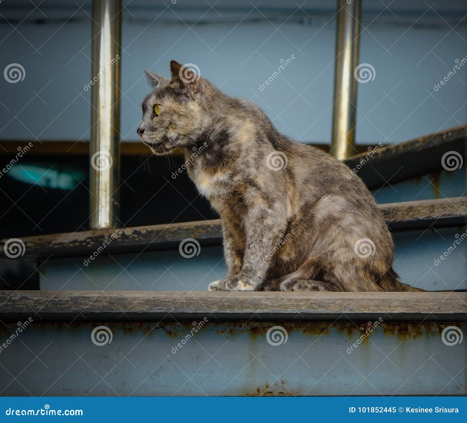 A Cat Sitting on the Stairs Stock Image - Image of orange, looking ...