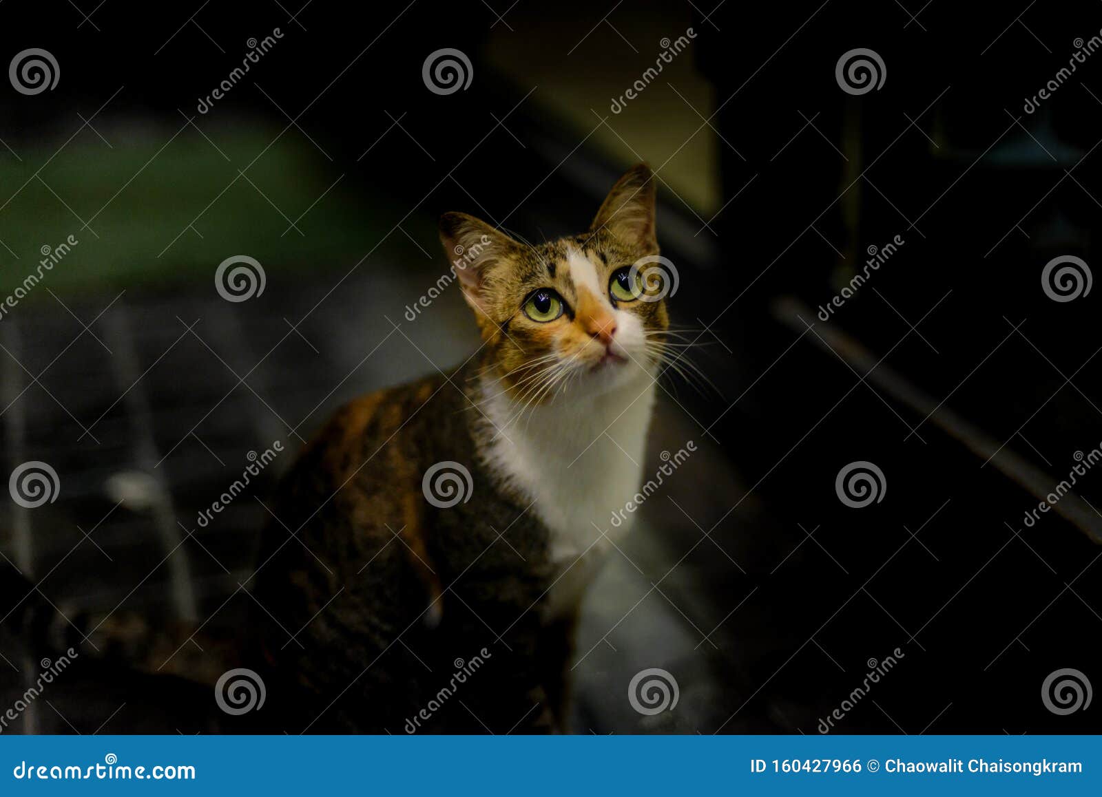 The Cat is Sitting and Staring Up Stock Photo - Image of shorthair ...