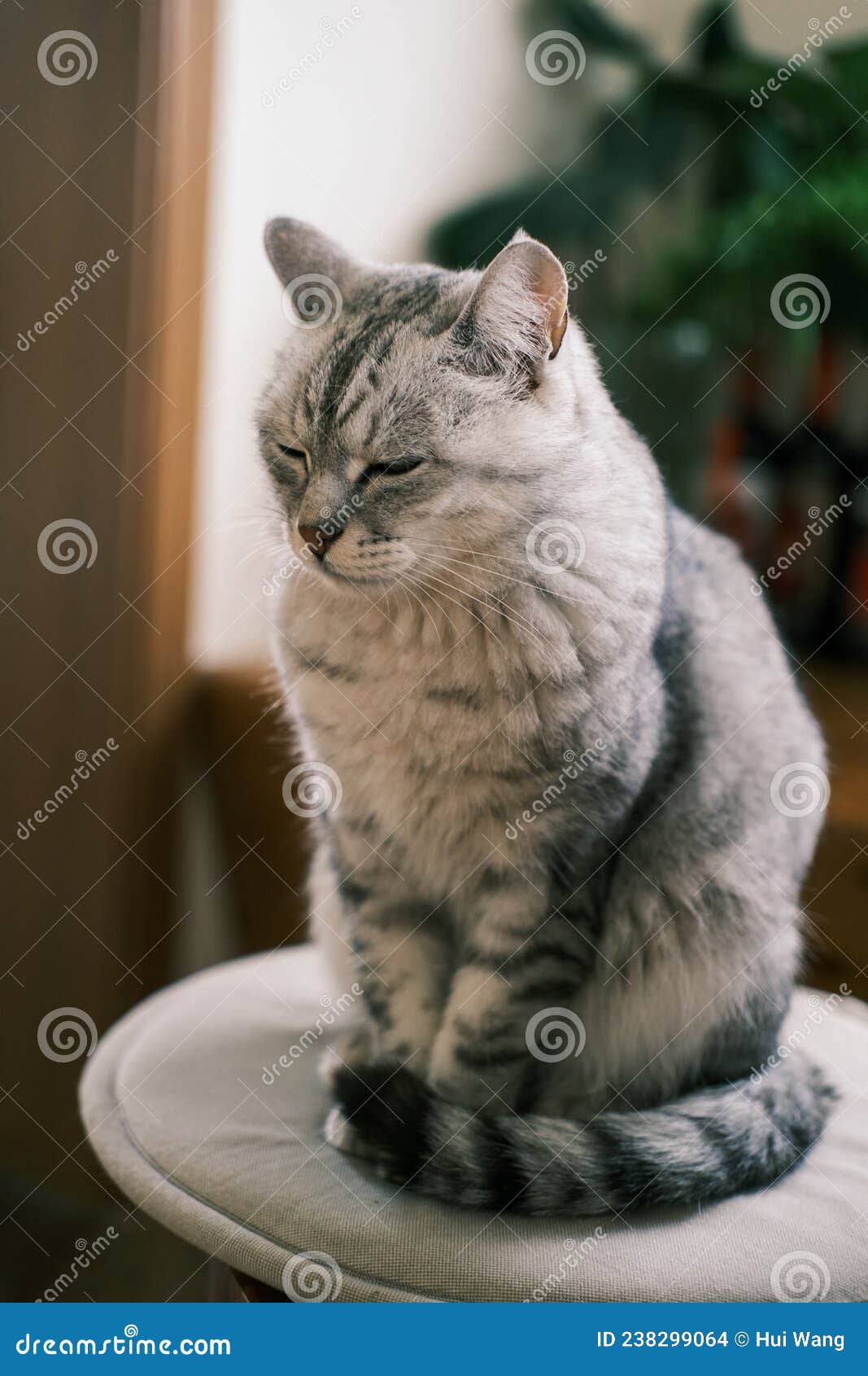 A Cat is Sitting on a Stool Stock Photo - Image of animal, nose: 238299064