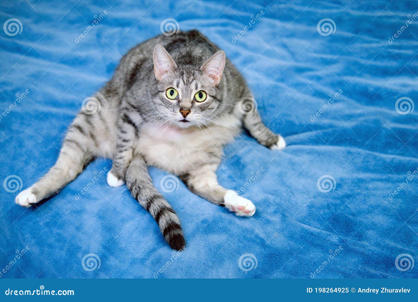 The Cat is Sitting in a Strange Position and Looks at the Man, Copy ...