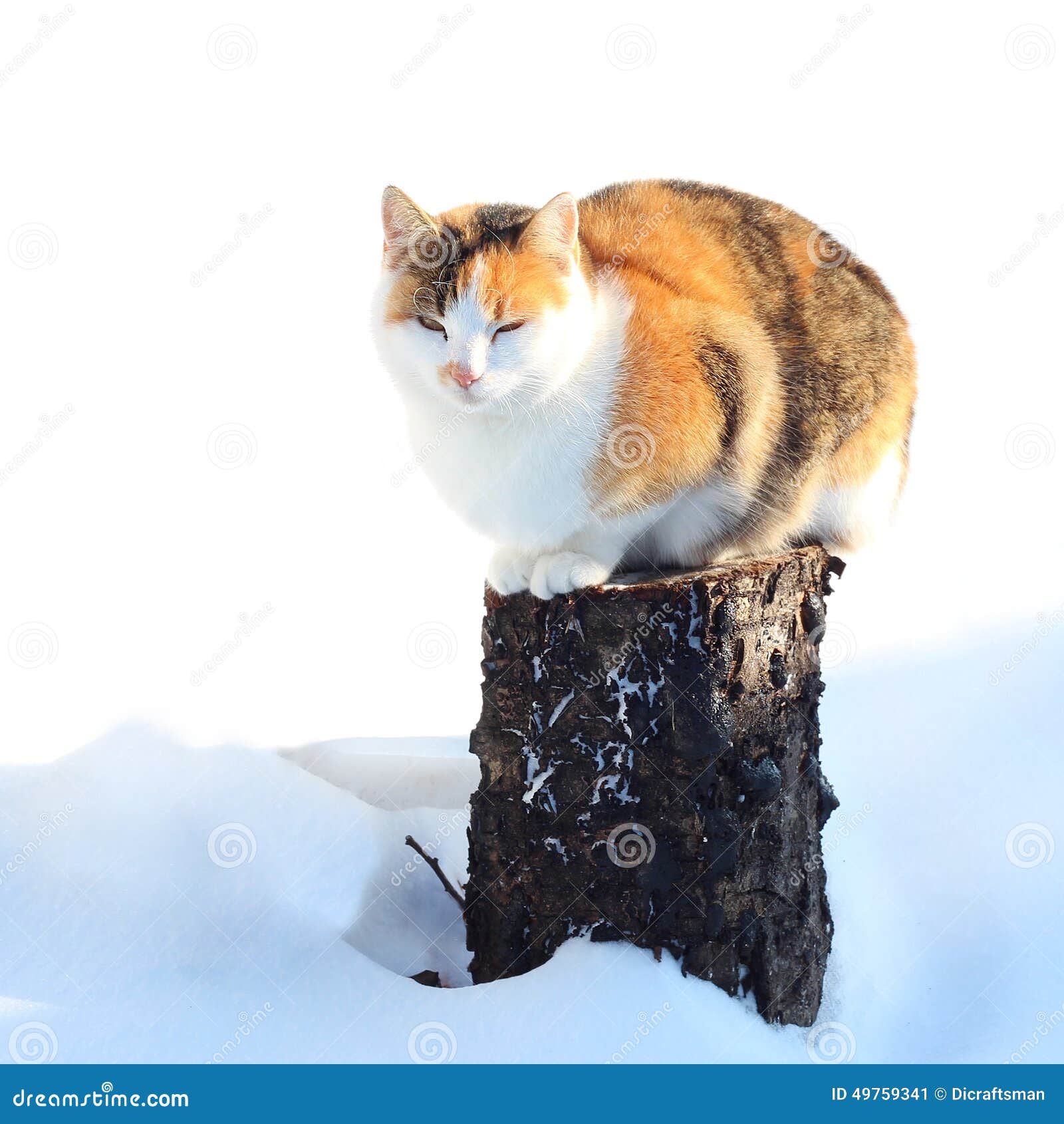 Cat Sitting on a Stump with Snow Stock Image - Image of animal, looks ...