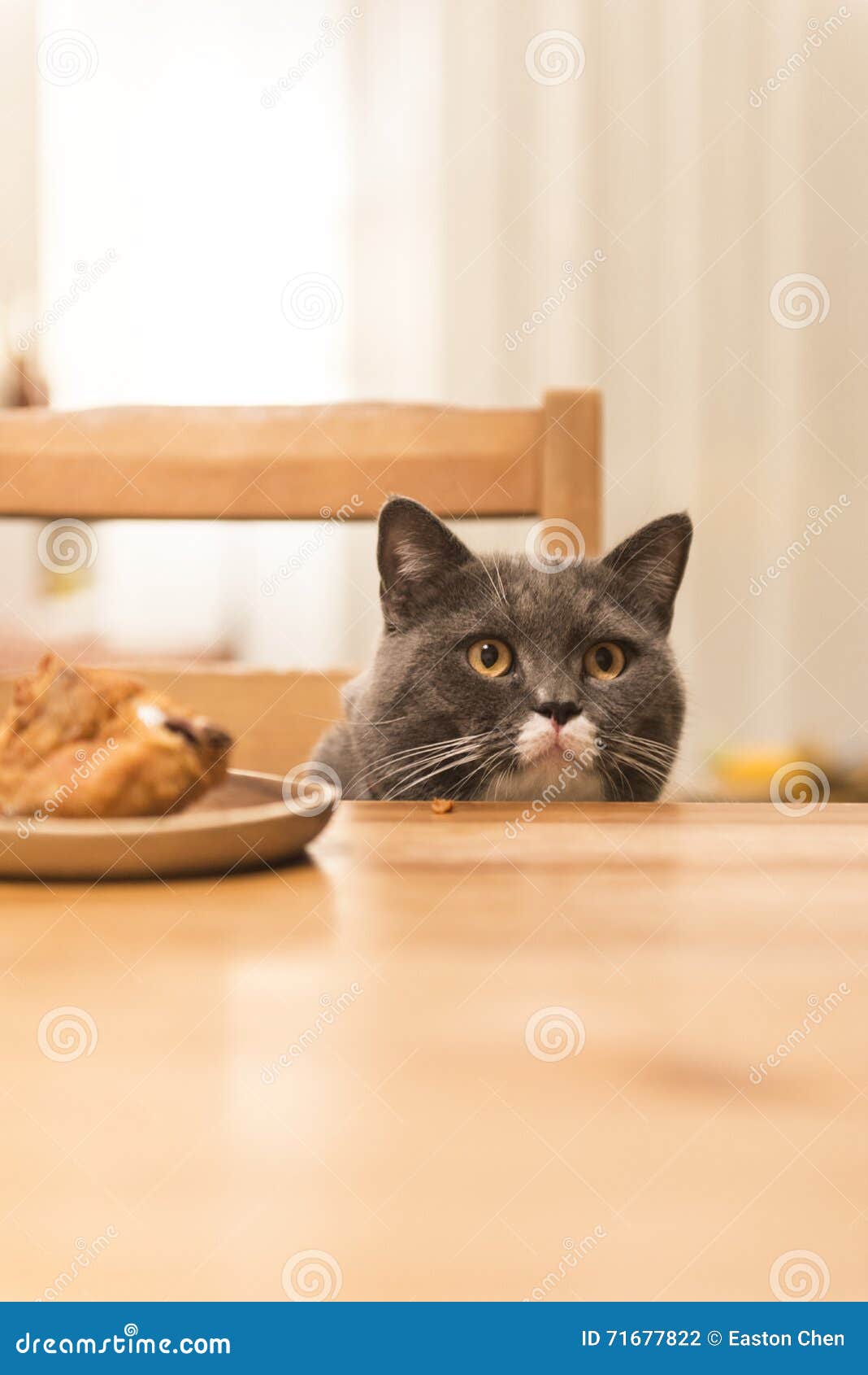 The Cat Sitting at the Table Stock Photo - Image of dining, food: 71677822