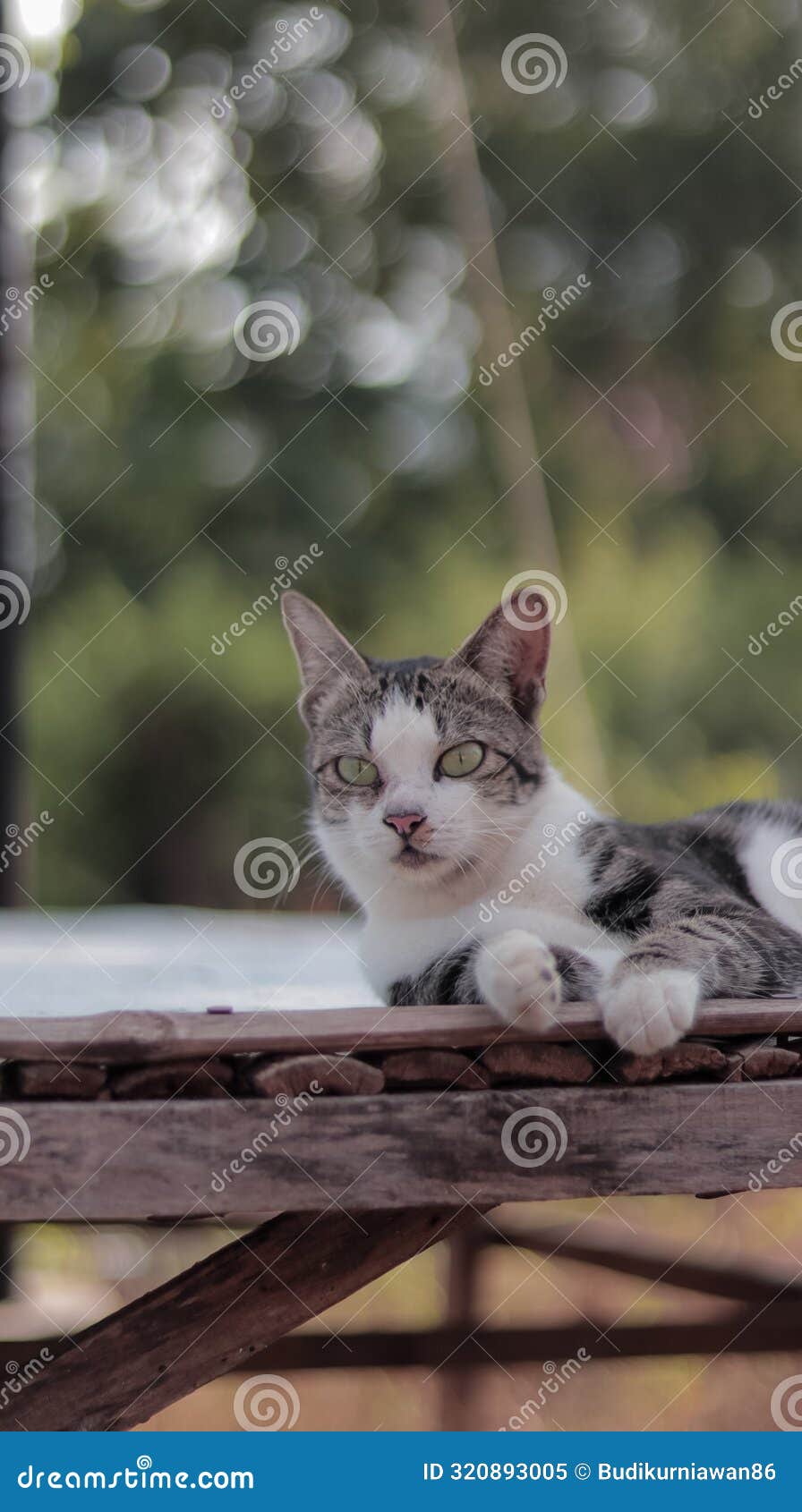 Cat Sitting on the Table Relax White Stock Image - Image of relax ...