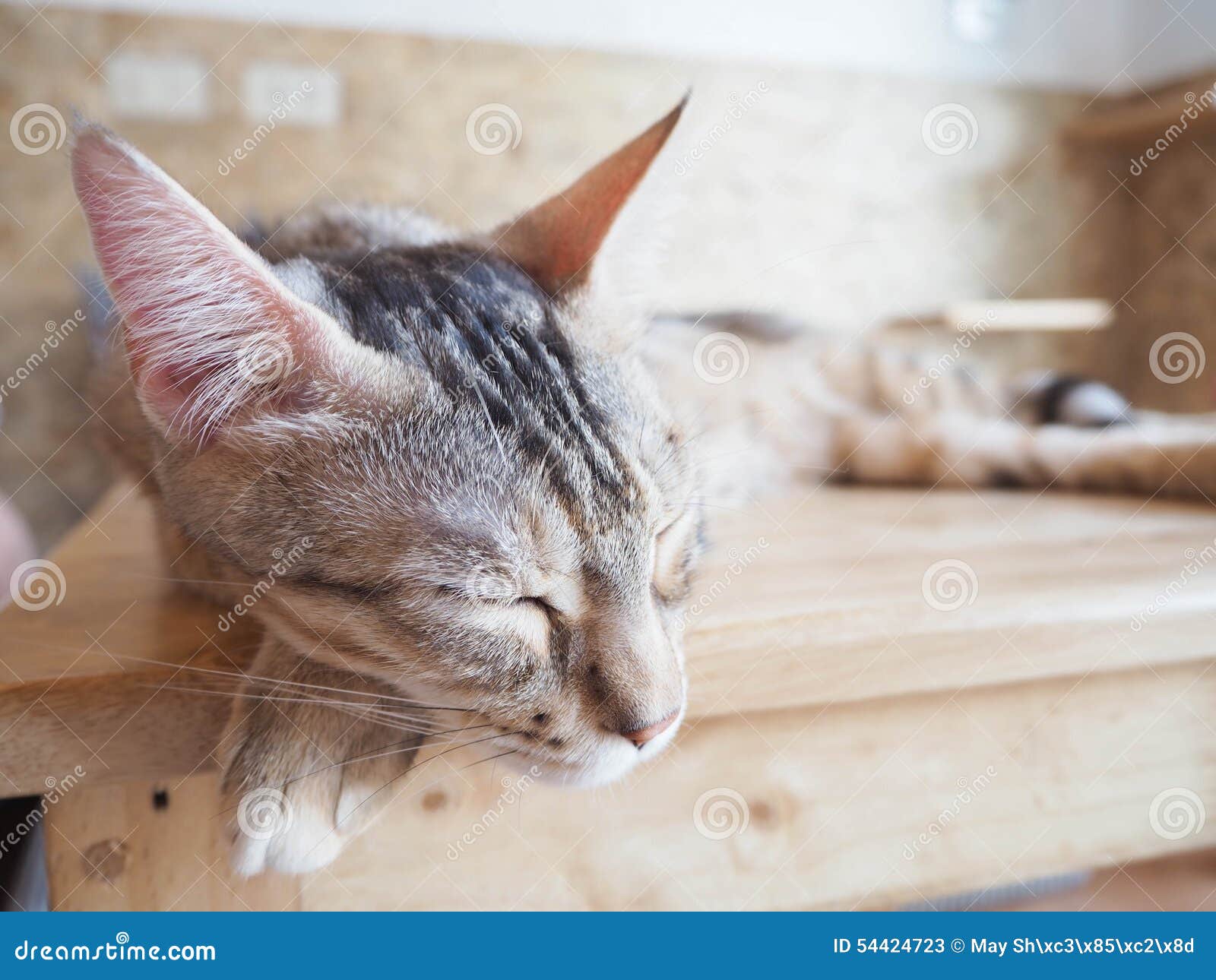 Cat sitting on the table stock image. Image of fluffy - 54424723