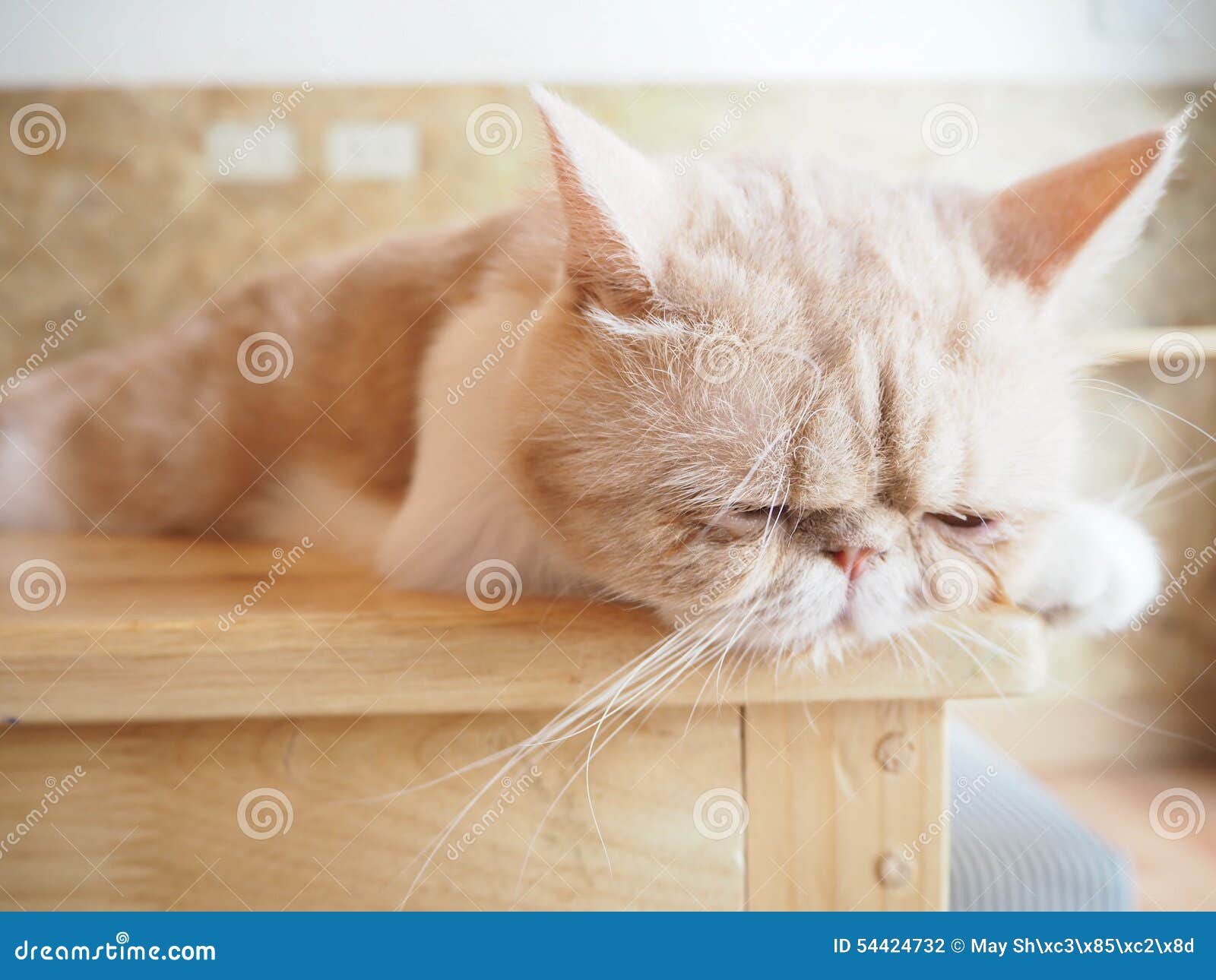 Cat sitting on the table stock photo. Image of feline - 54424732