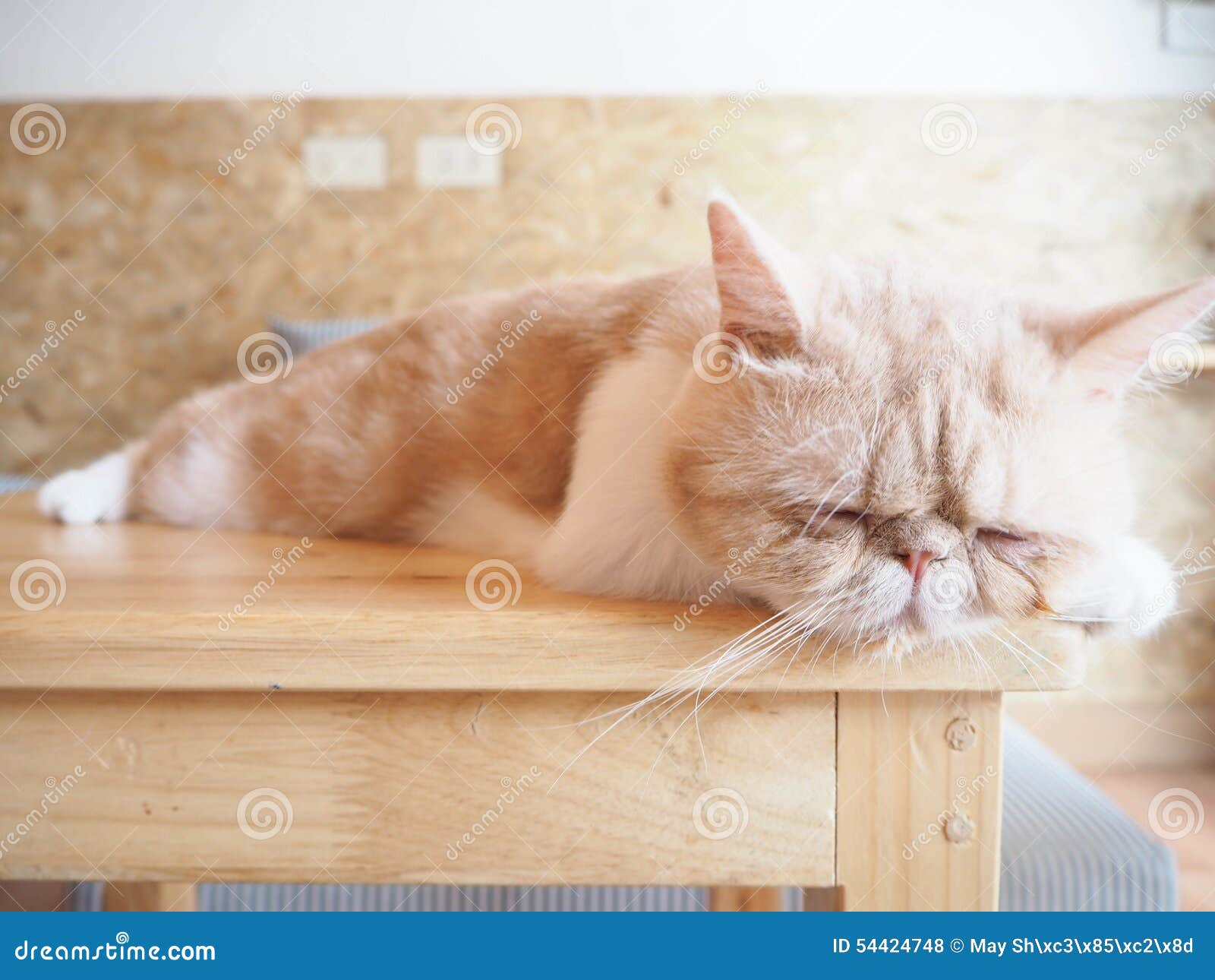Cat sitting on the table stock photo. Image of portrait - 54424748