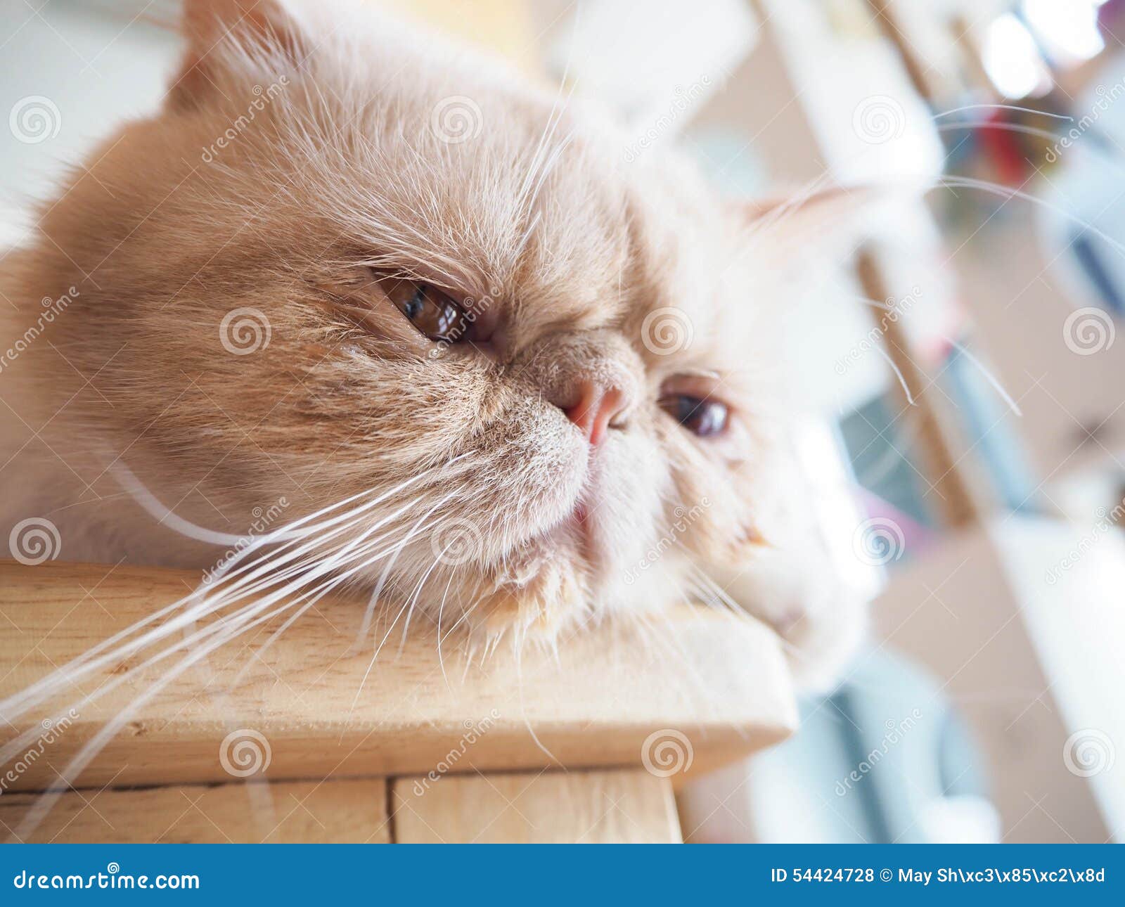 Cat sitting on the table stock photo. Image of feline - 54424728