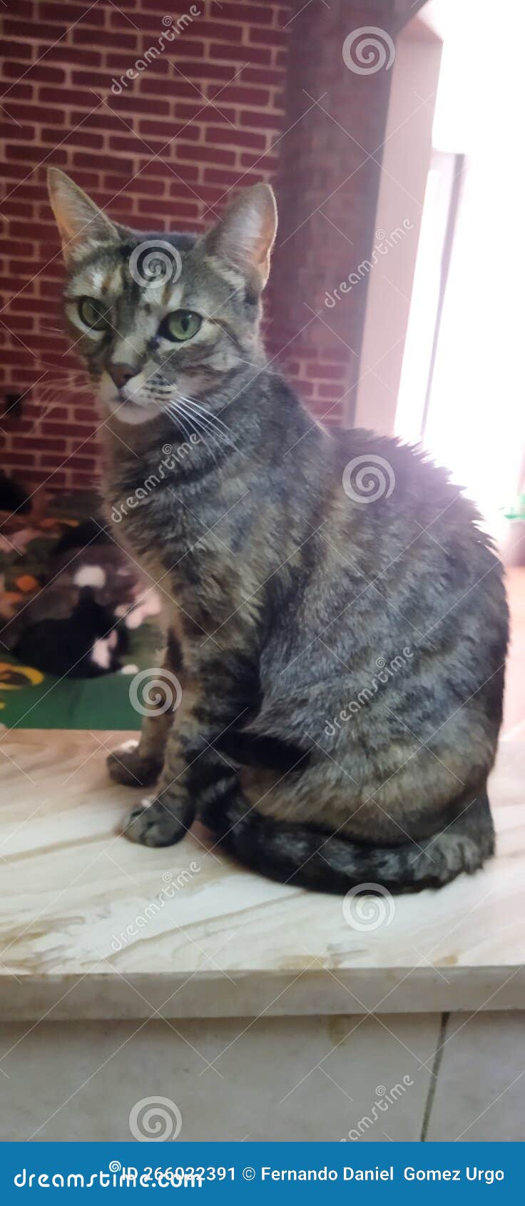 Philosophical cat stock image. Image of wildlife, whiskers - 266022391