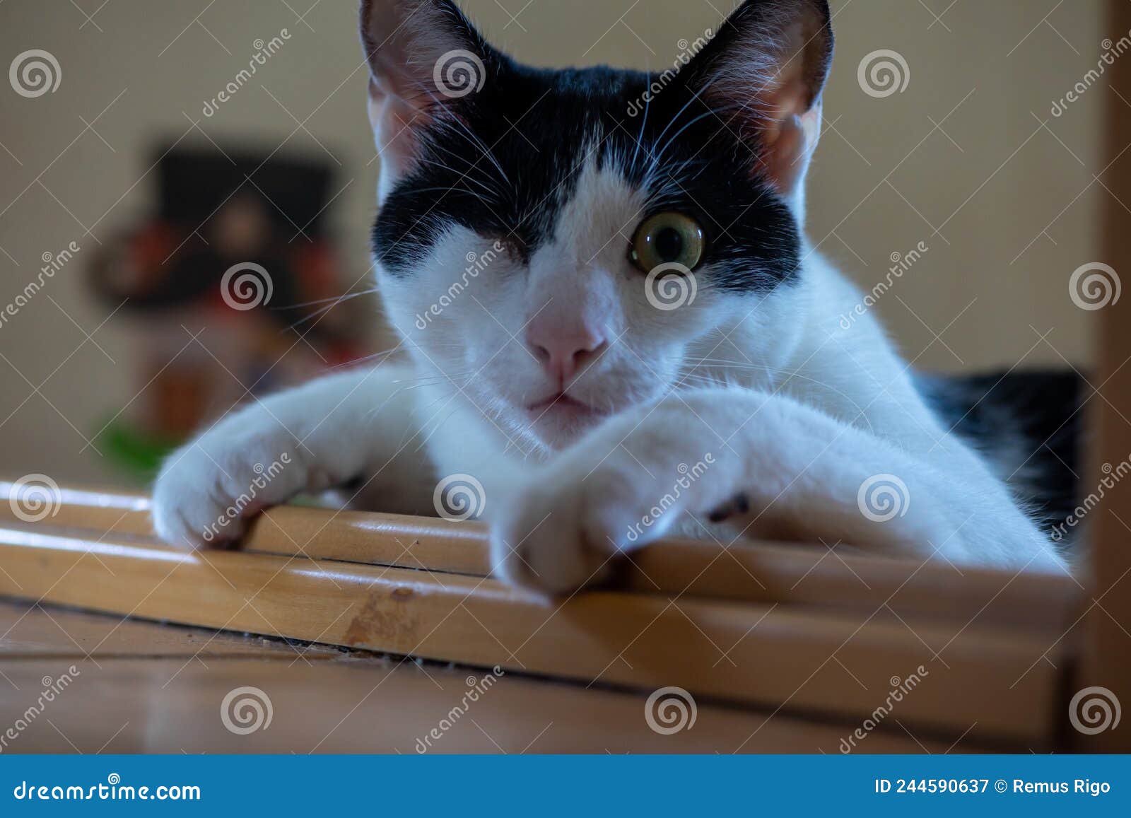 Cat Sitting on the Threshold Stock Image - Image of animal, kitten ...