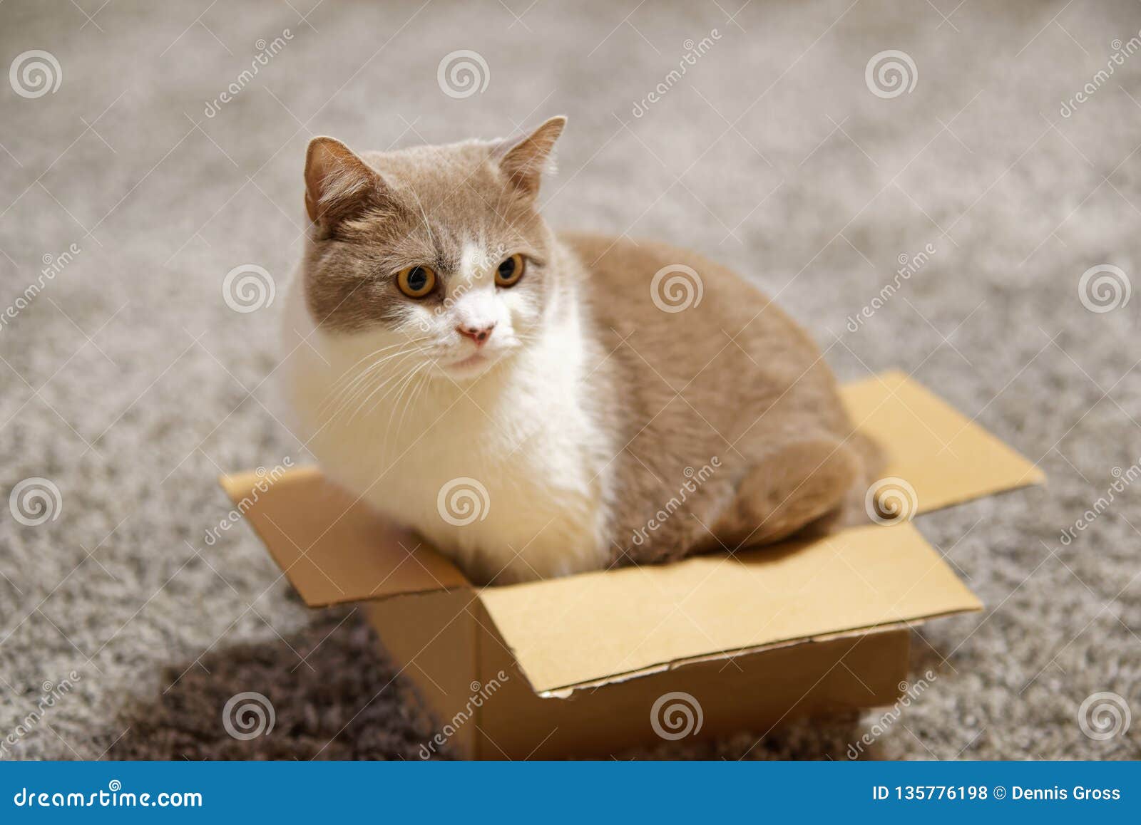Cat Sitting in Too Small Cardboard Box Stock Photo - Image of playful ...