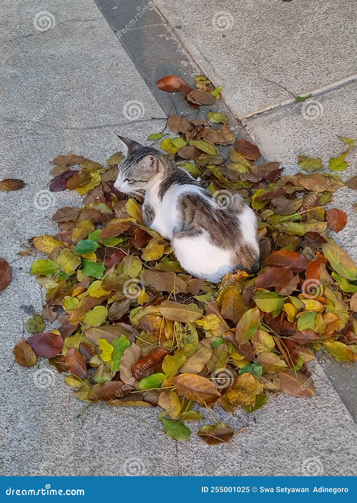 A Cat Sitting on Top of a Pile of Leaves Stock Image - Image of pile ...