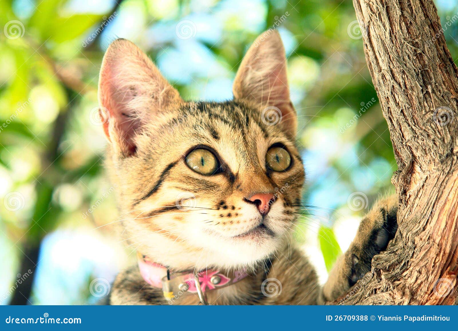 A Cat sitting on a tree stock photo. Image of gaze, curious - 26709388