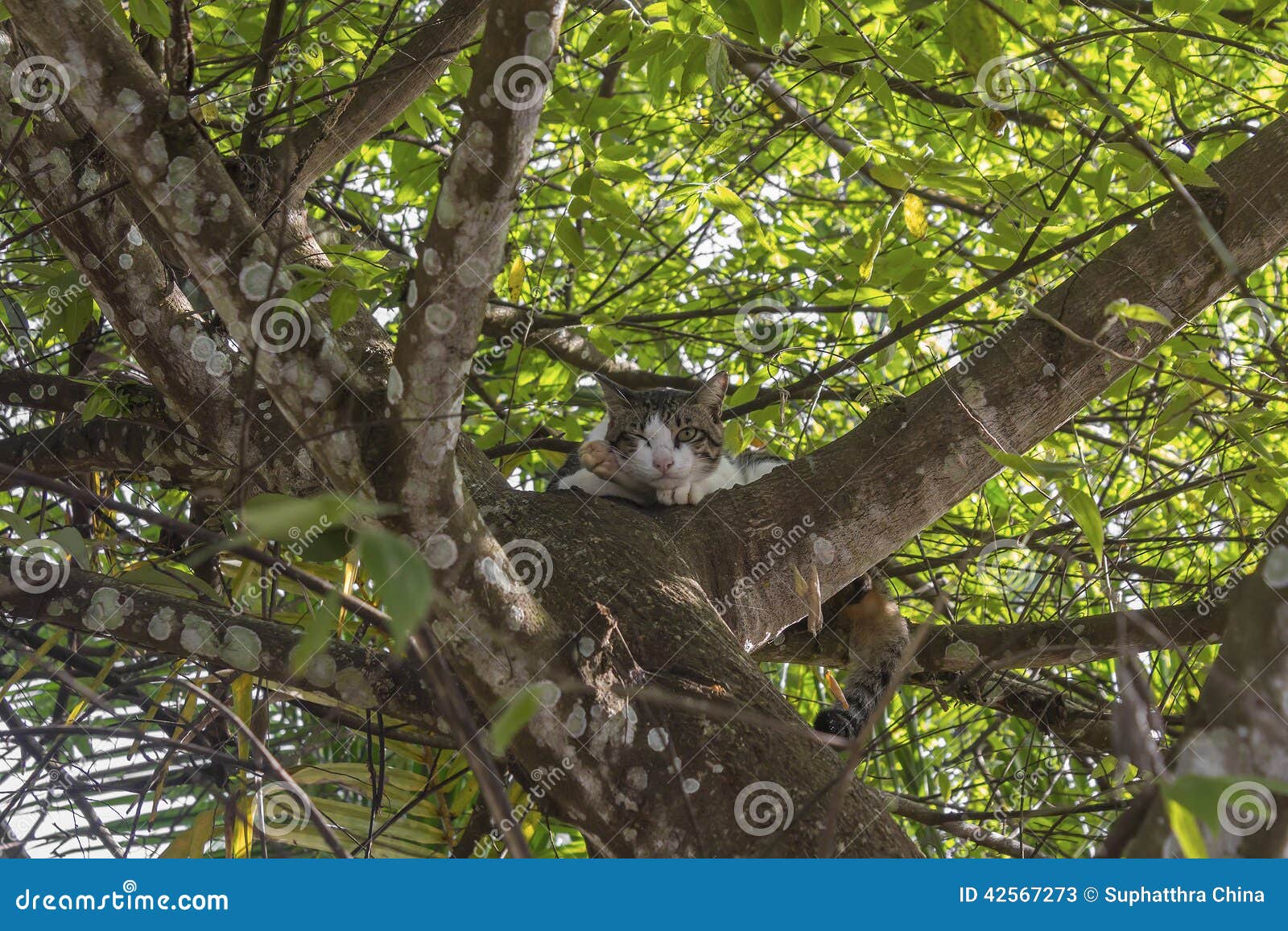 Cat sitting on tree stock image. Image of background - 42567273