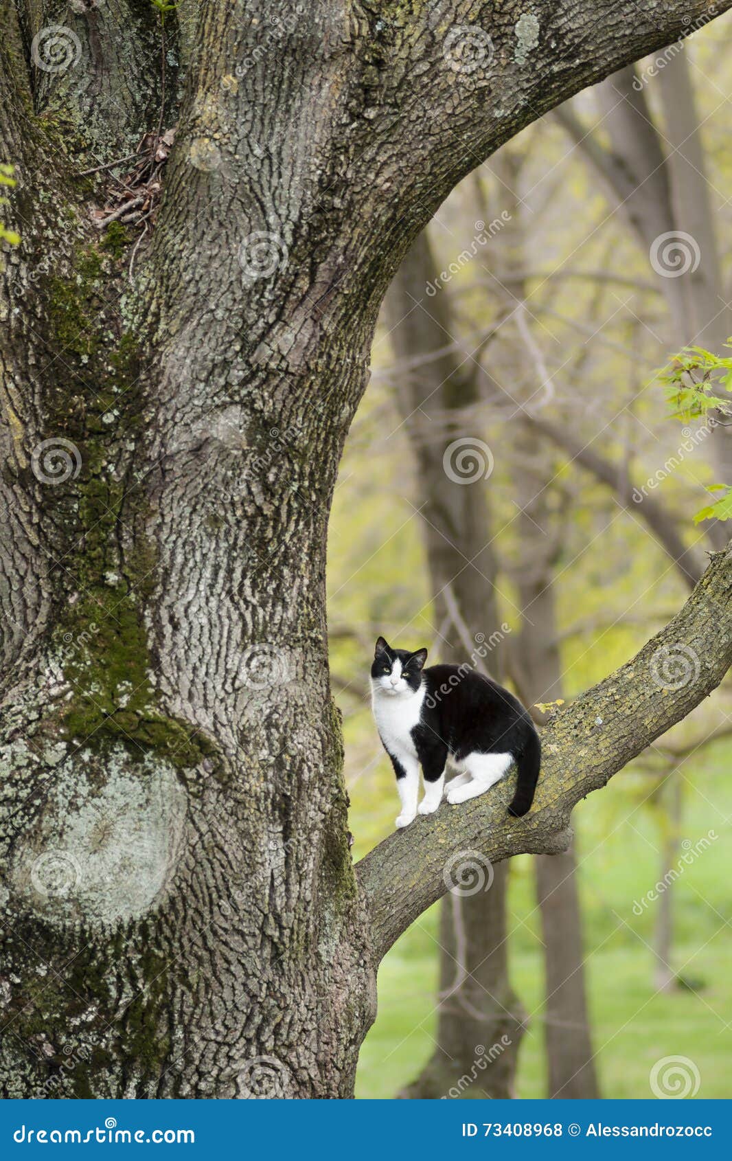 Cat Sitting on a Tree Branch Stock Photo - Image of climbing, feline ...