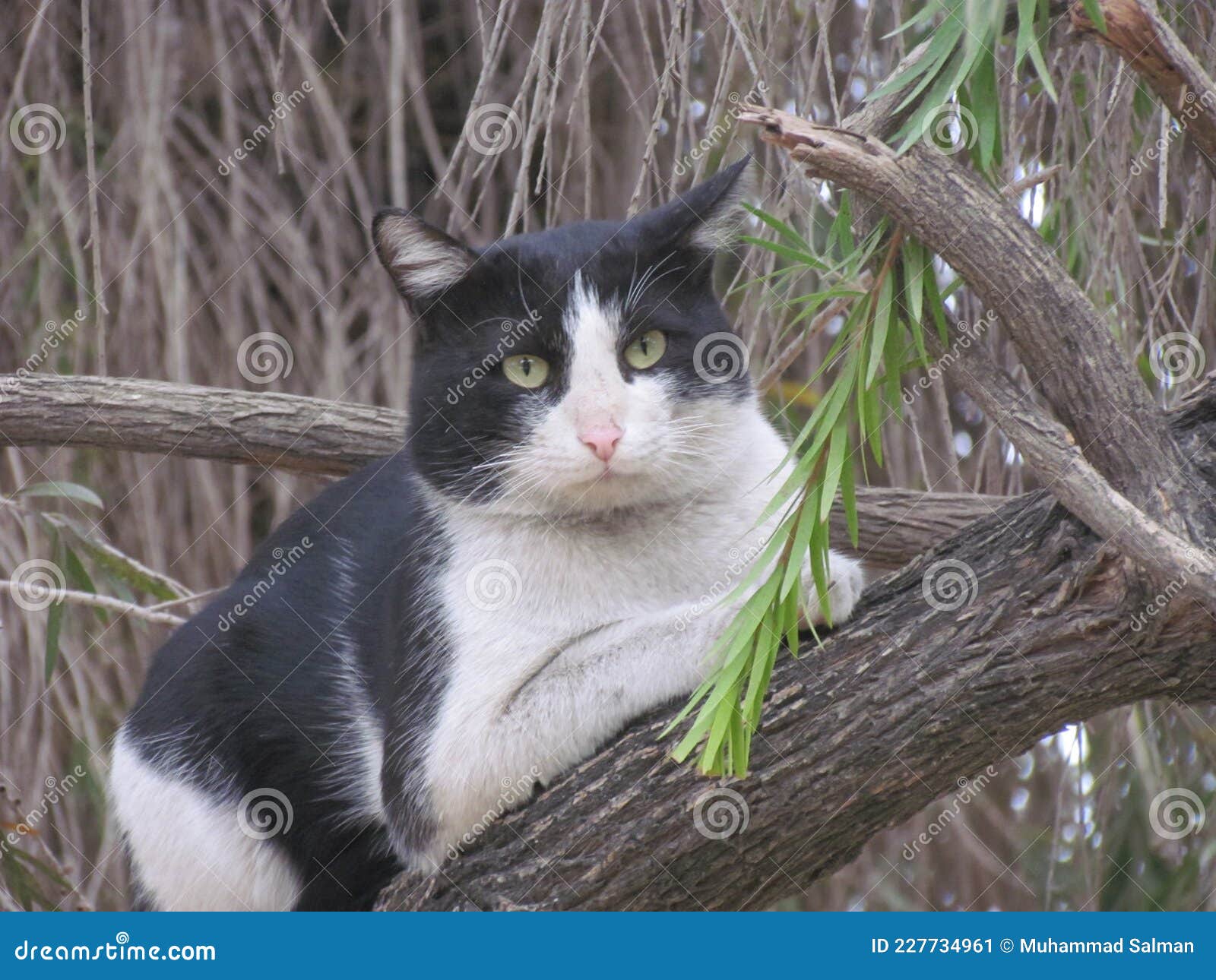 Cat Sitting in the tree stock image. Image of space - 227734961