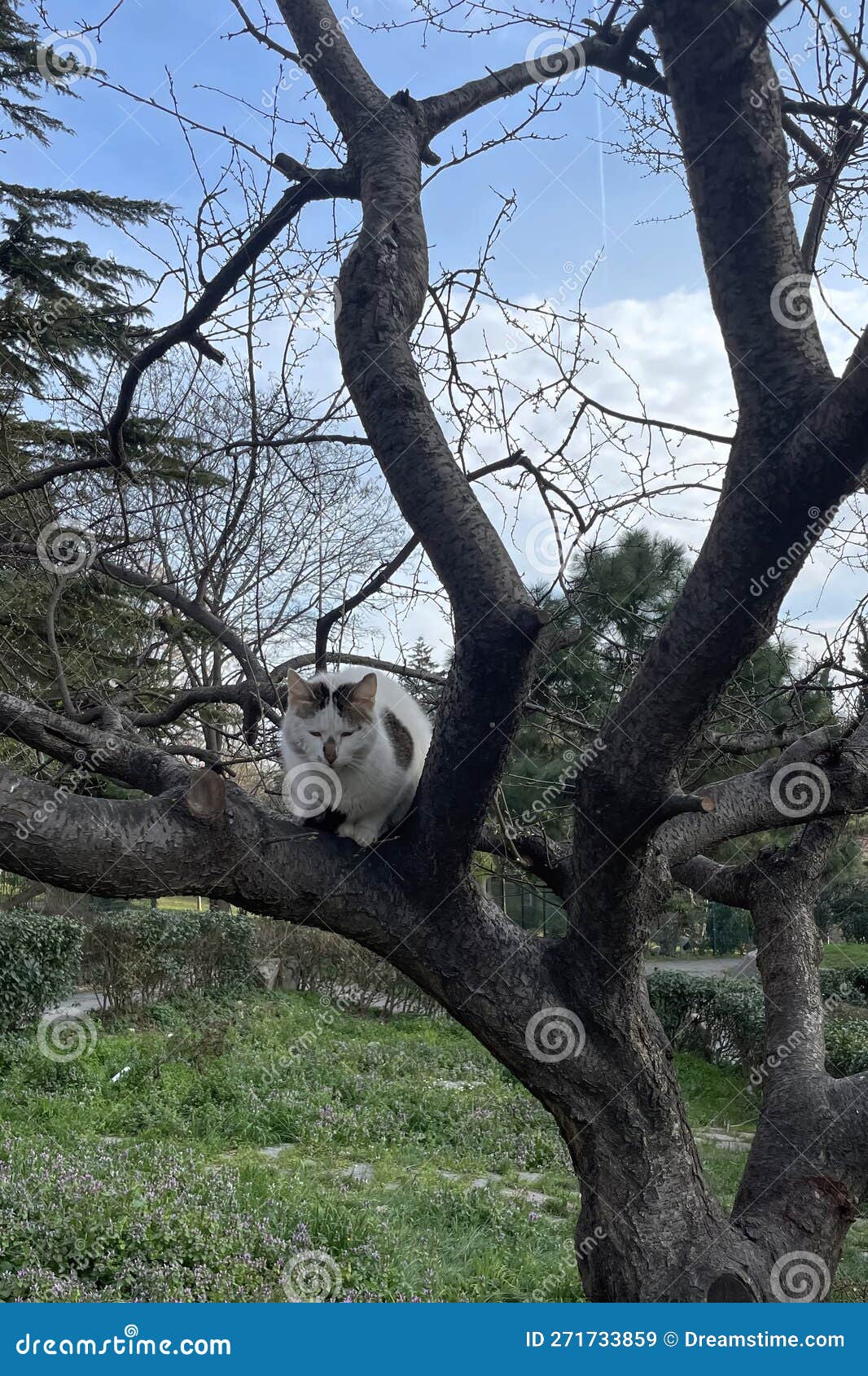 Cat Sitting on a Tree in the Garden. Stock Image - Image of garden ...
