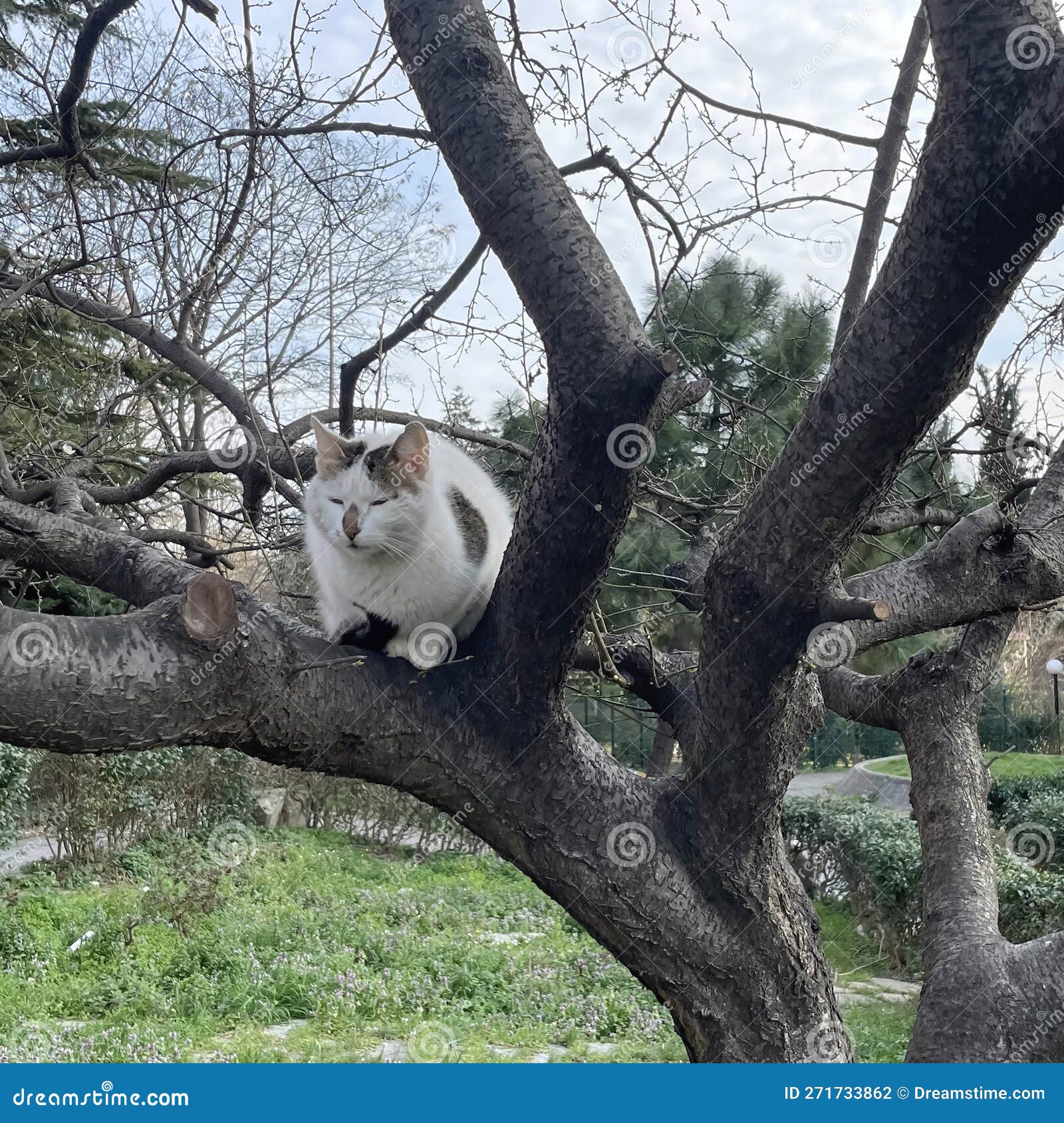 Cat Sitting on a Tree in the Garden. Stock Photo - Image of cute ...
