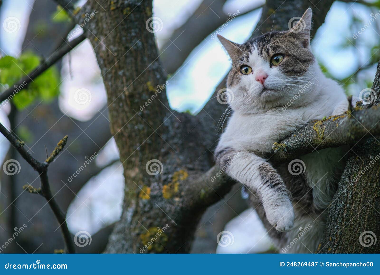 The Cat is Sitting on a Tree. Stock Image - Image of kitten, climb ...