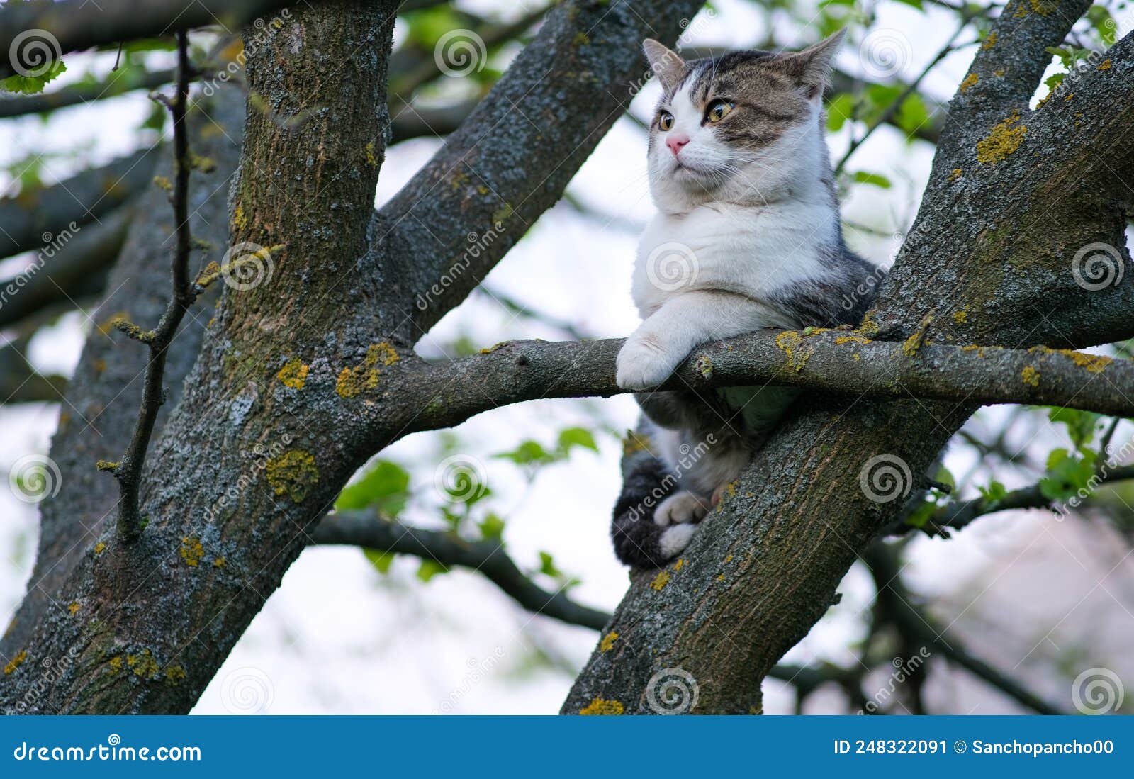 The Cat is Sitting on a Tree. Stock Image - Image of beautiful, crawl ...