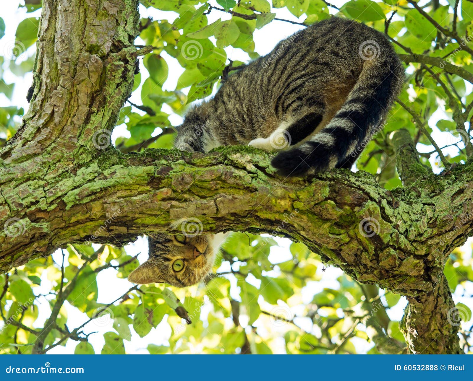 Cat sitting in tree stock photo. Image of nature, kitten - 60532888