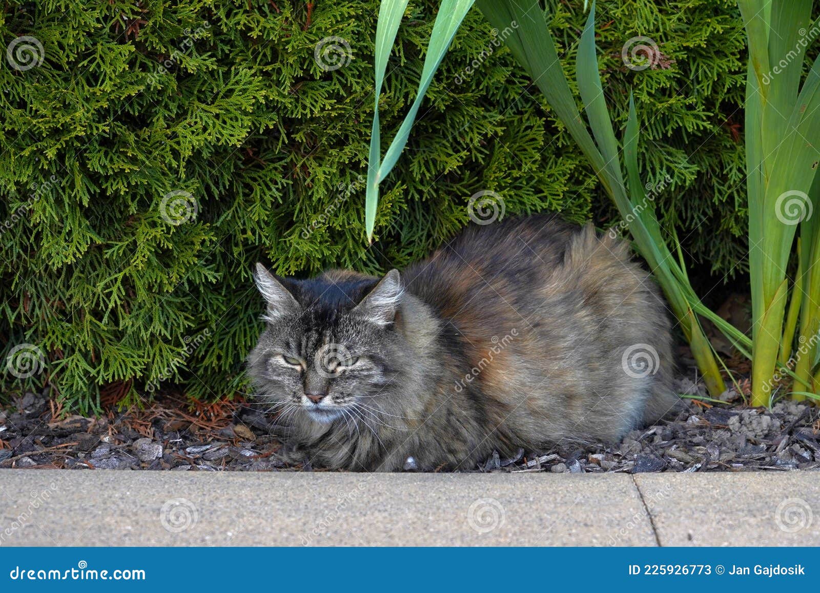 Cat Sitting Under a Cedar Hedge. the Cat is Looking at the Camera Stock ...