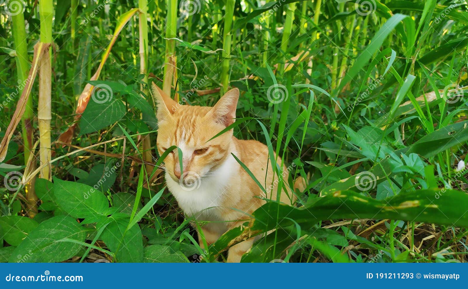 A Cat is Sitting Under a Corn Tree. Looks Very Cute Stock Image - Image ...