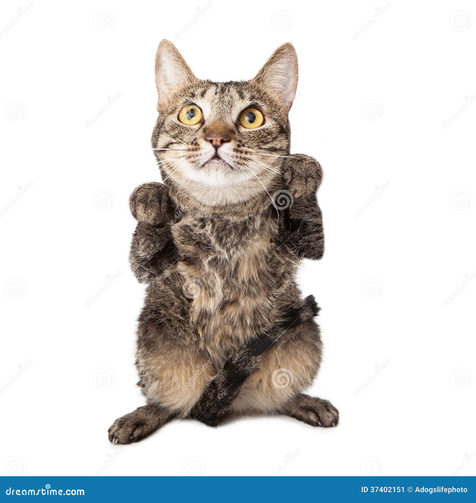 Cat Sitting Up stock image. Image of standing, adorable - 37402151