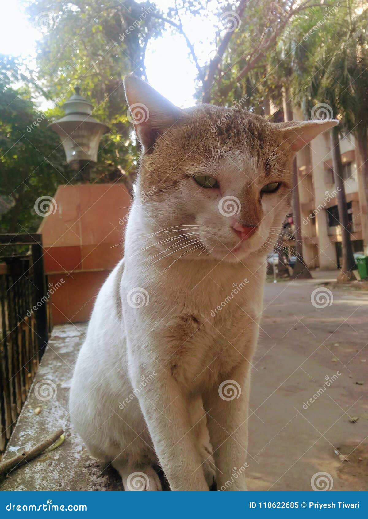 The cat in deep thoughts stock image. Image of thinking - 110622685