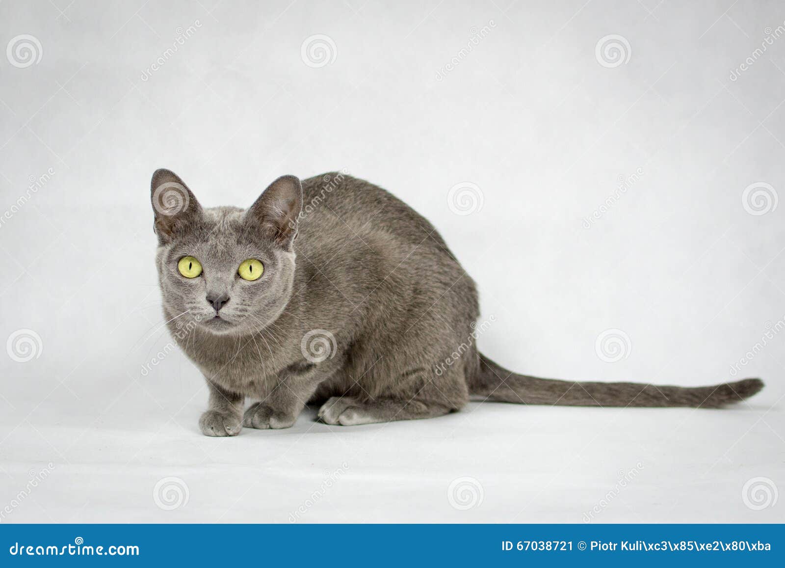 Cat Sitting on White Background Stock Image - Image of beautiful ...