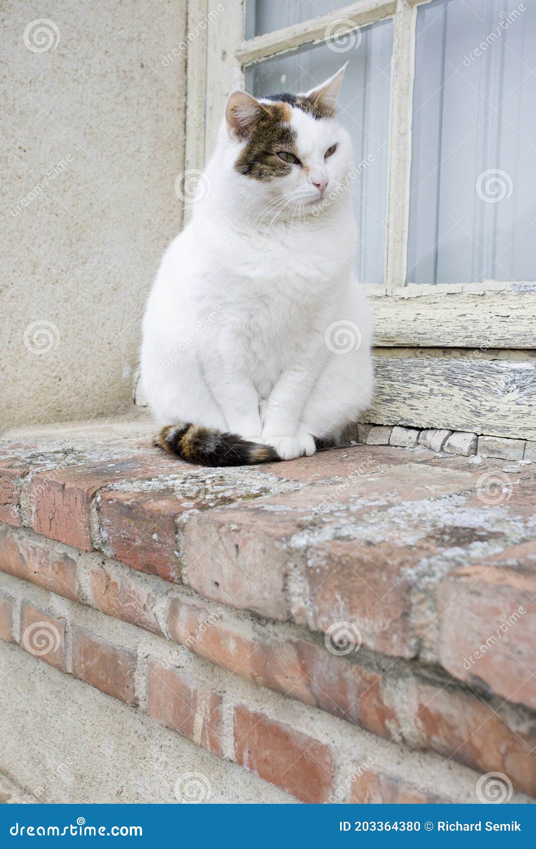 Cat sitting by the window stock photo. Image of exteriors - 203364380