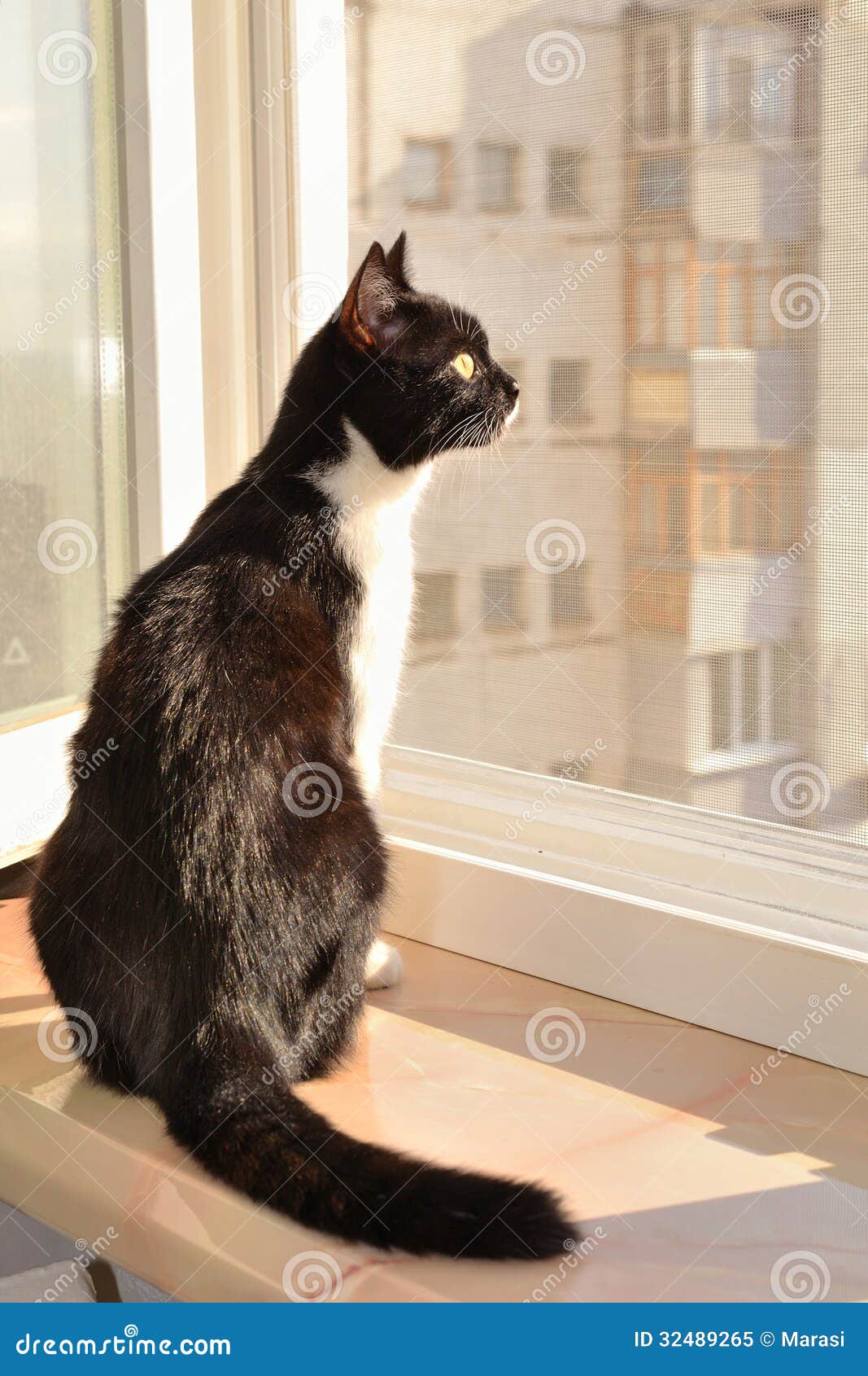 Cat Sitting On A Window Ledge Royalty-Free Stock Photo | CartoonDealer ...