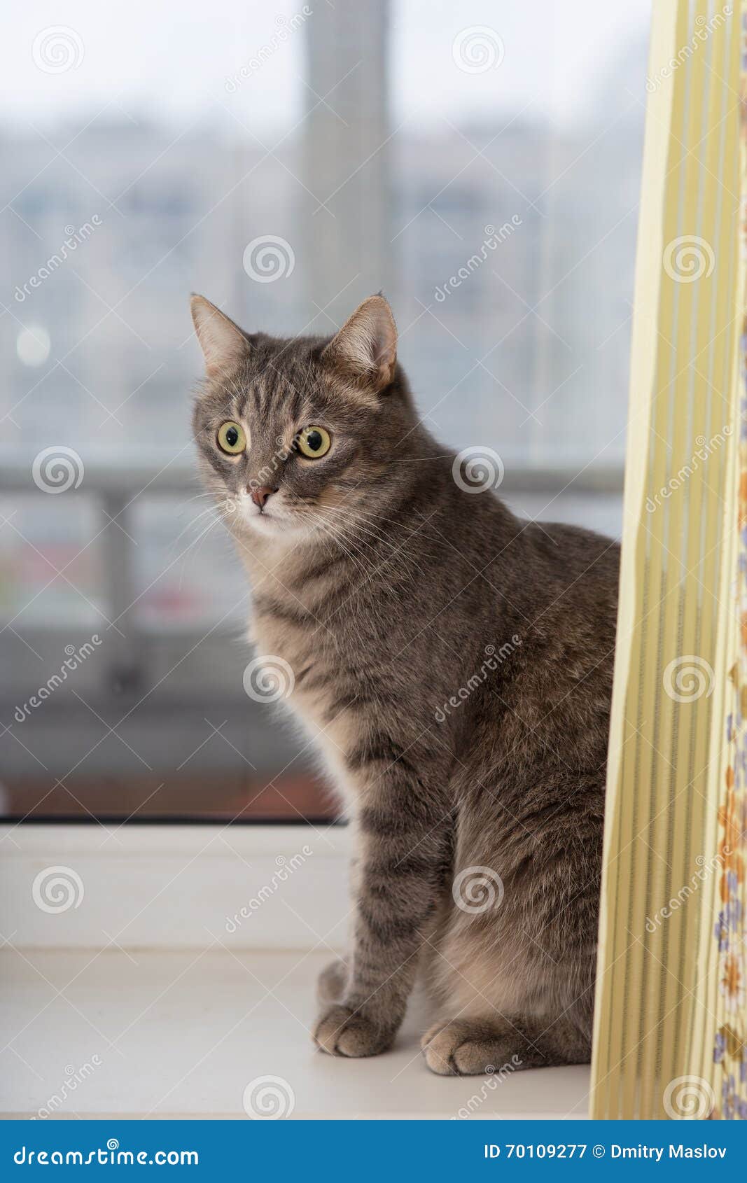 Cat sitting by the window stock image. Image of interior - 70109277