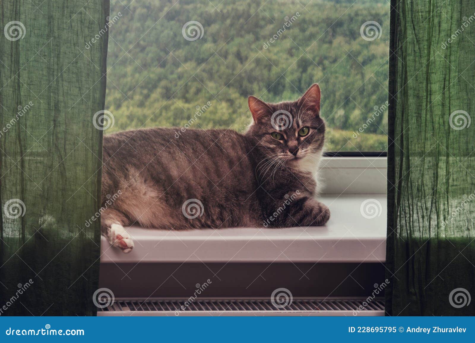 Cat is Sitting by the Window with a Radiator. Large Gray Pet on the ...