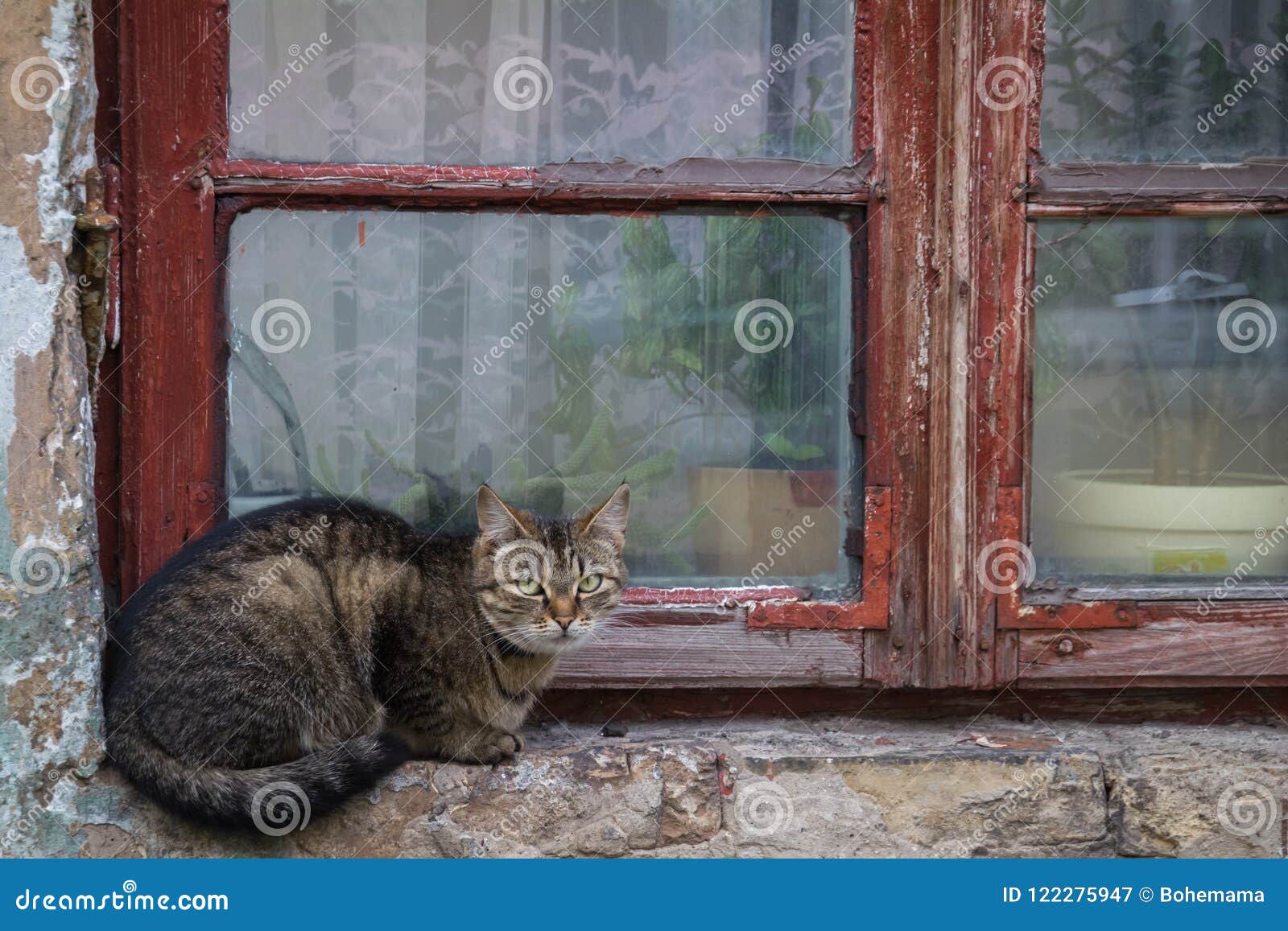 Cat is Sitting on Window Sill Stock Image - Image of silence, domestic ...